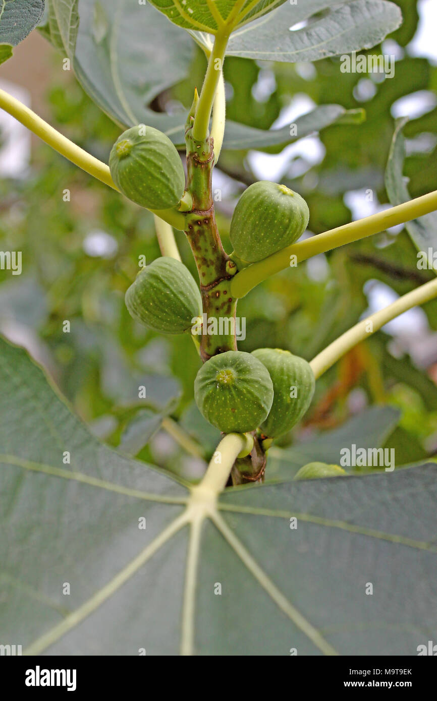 Summer fig tree hi-res stock photography and images - Alamy