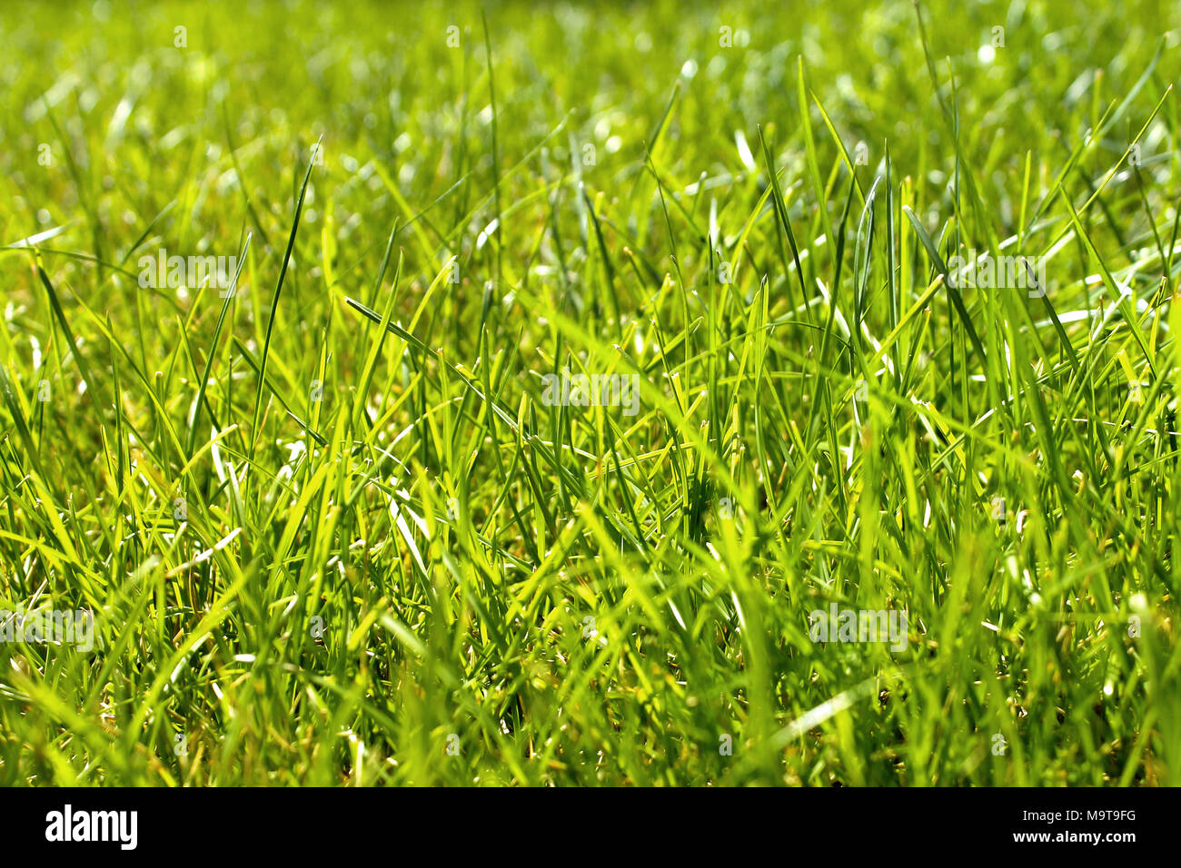 Closeup shot on green grass. Spring background Stock Photo - Alamy