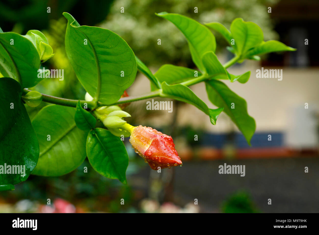 Blooming Flour in plant Stock Photo - Alamy
