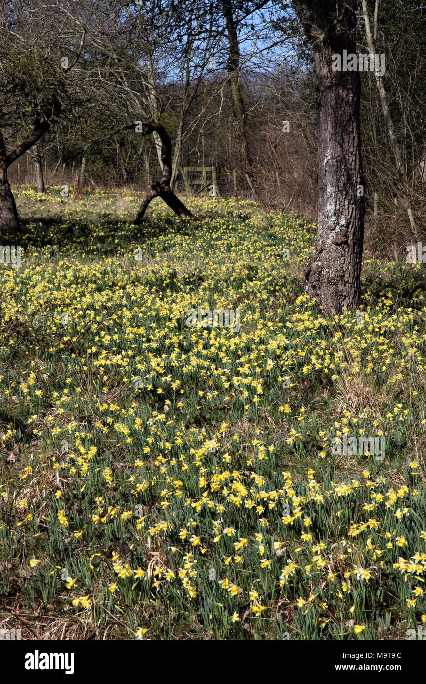 Wild Daffodils in Gwen and Vera's Fields Nature Reserve,at Four Oaks ...