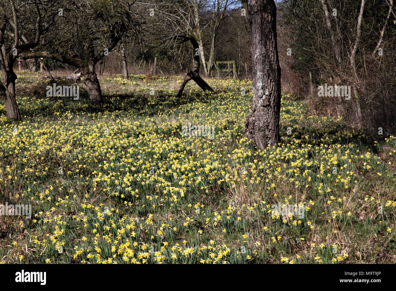 Wild Daffodils in Gwen and Vera's Fields Nature Reserve,at Four Oaks ...