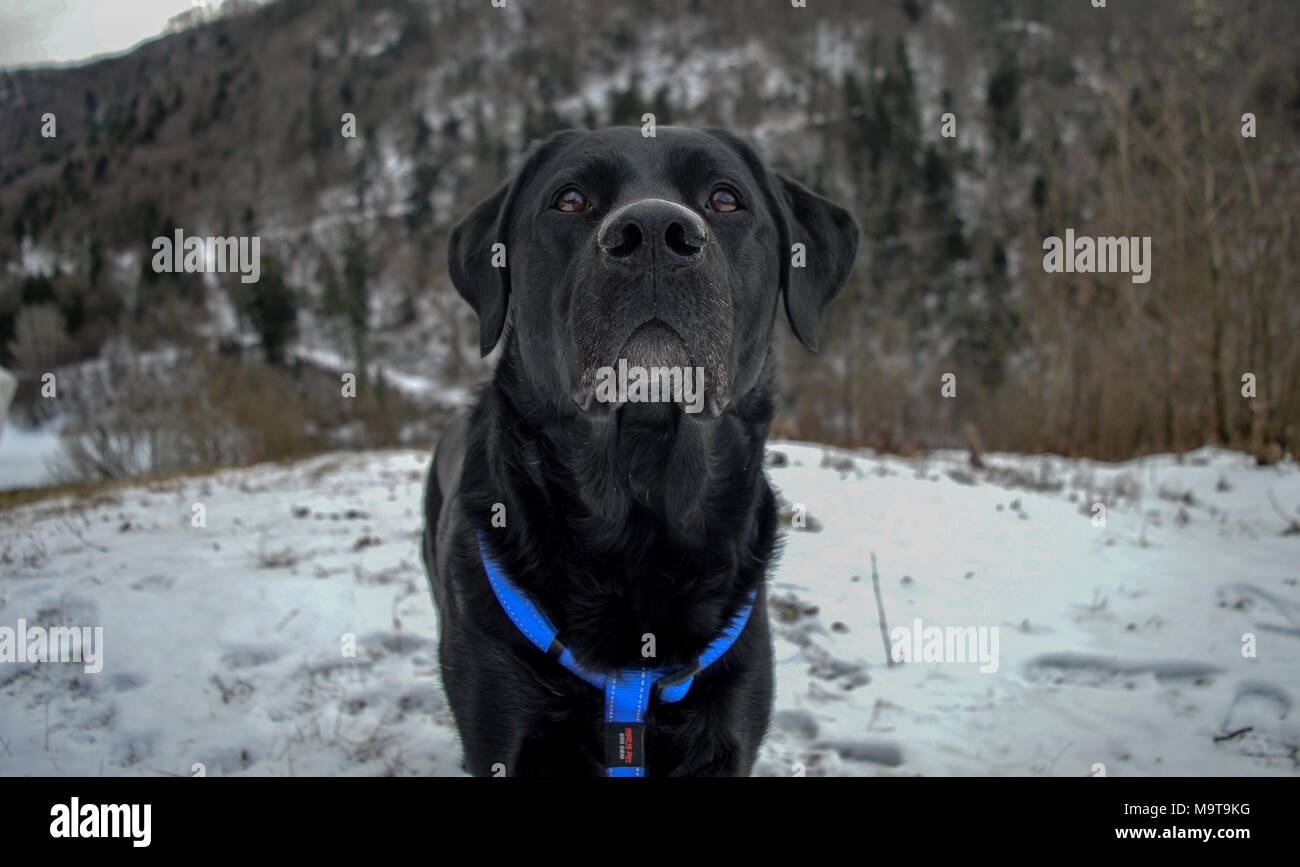 Black labrador retriever in snow hi-res stock photography and images ...