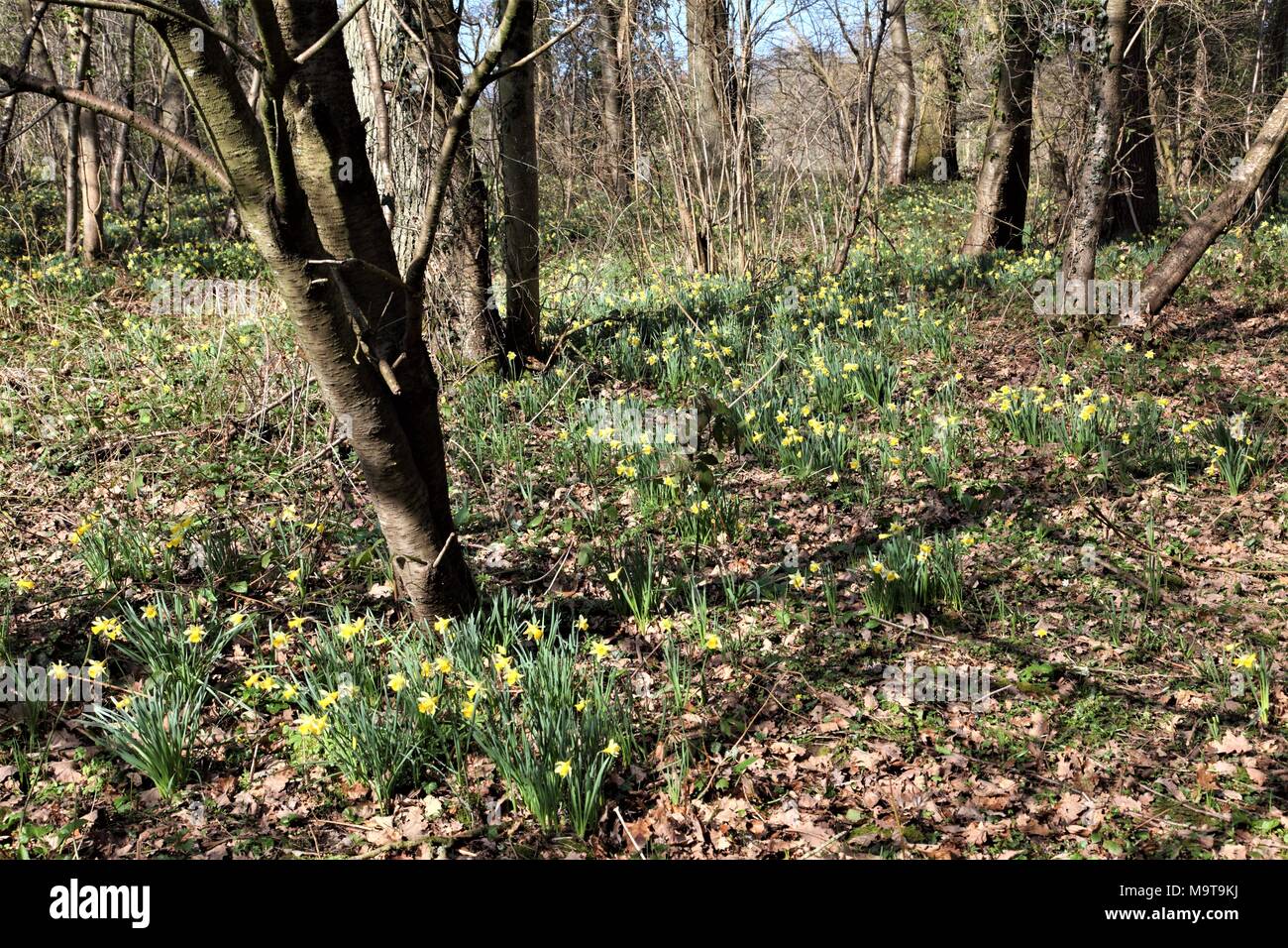 Wild Daffodils in Shaw Common Wood,part of Dymock Woods in ...