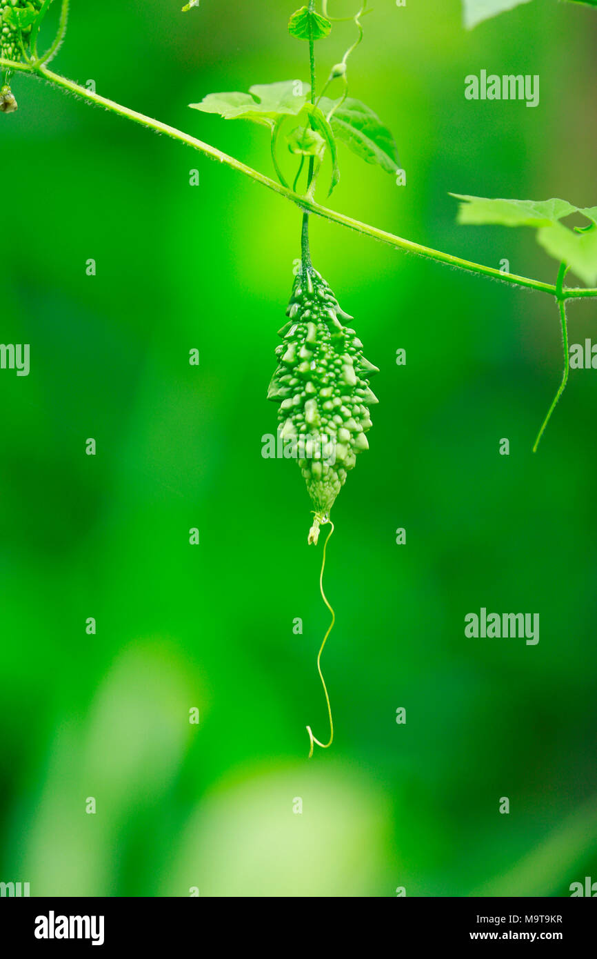 Momordica charantia Vegetable In Plant Stock Photo - Alamy