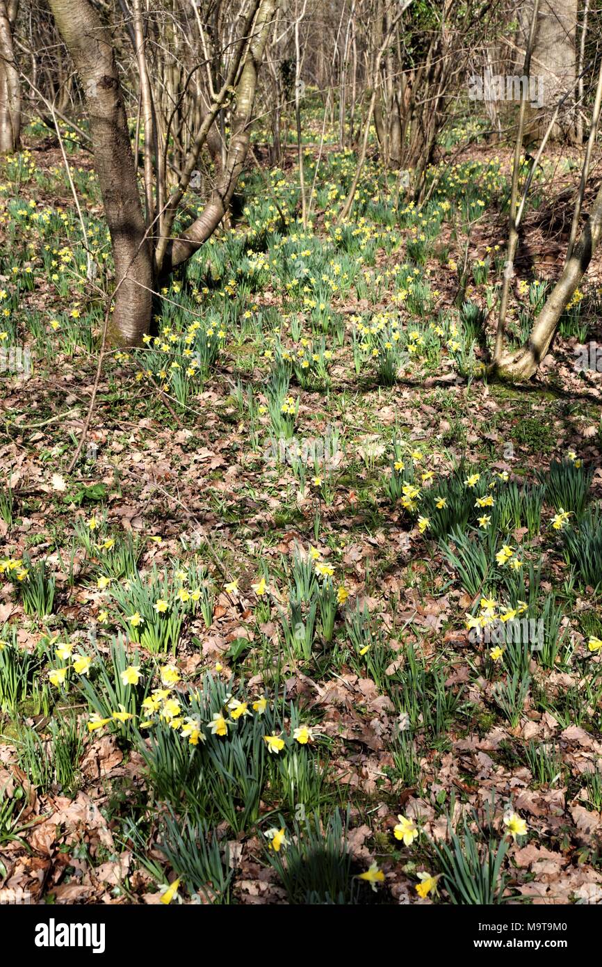 Wild Daffodils in Shaw Common Wood,part of Dymock Woods in ...