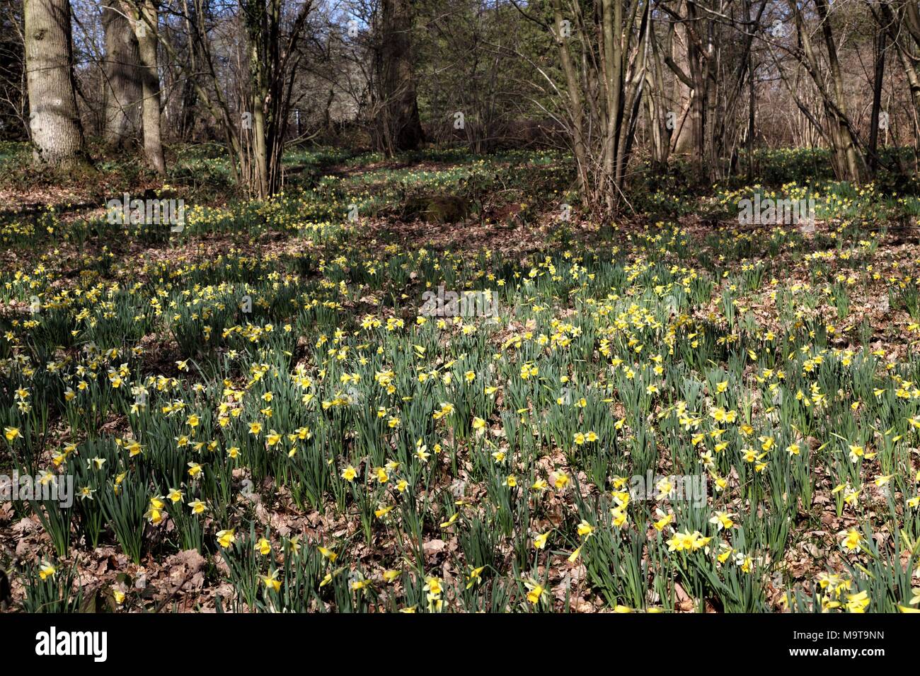 Wild Daffodils in Shaw Common Wood,part of Dymock Woods in ...