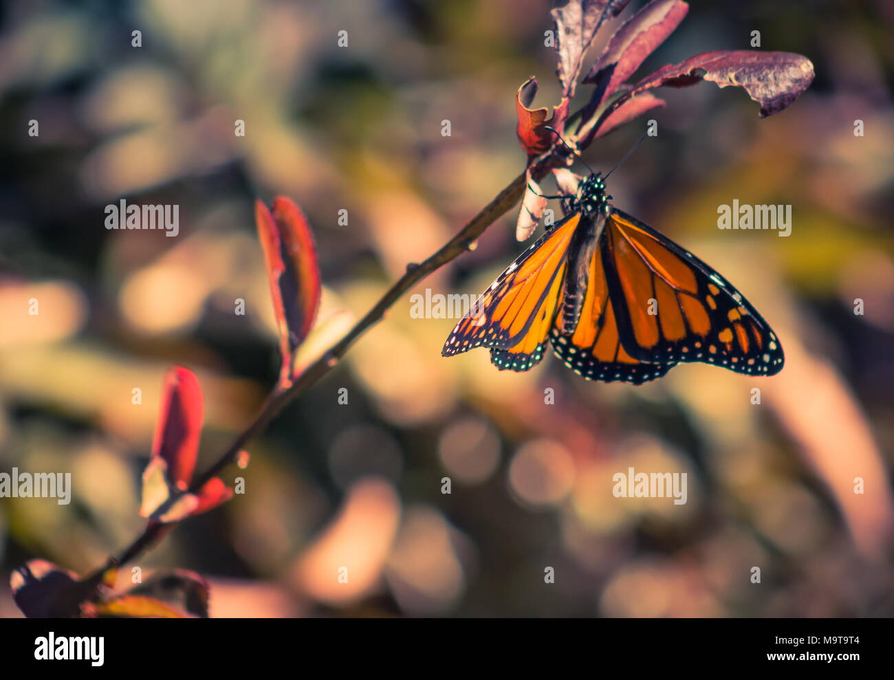 Image of a monarch hi-res stock photography and images - Alamy