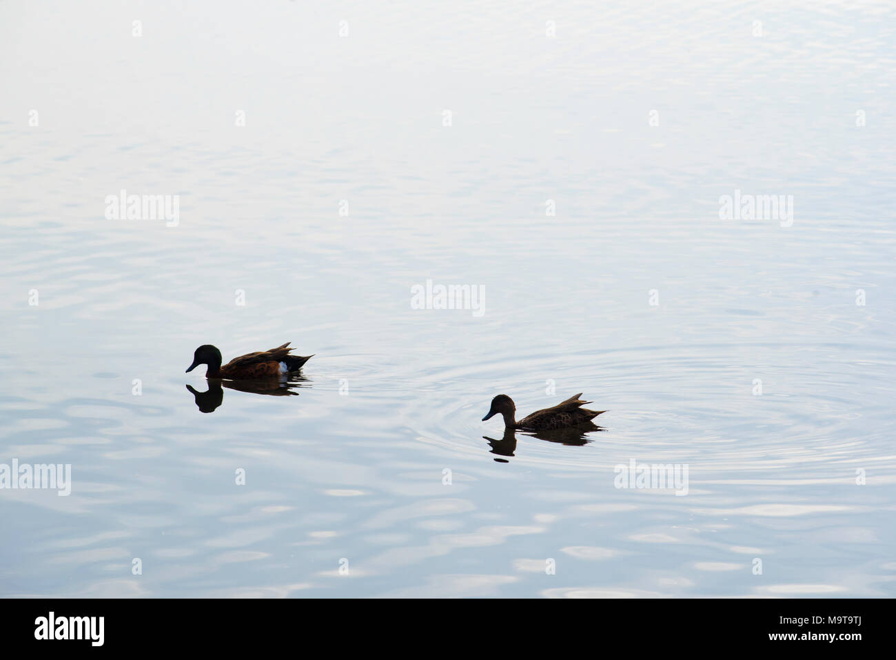 Two native Australian ducks silhouetted on Lake Macquarie in New South ...