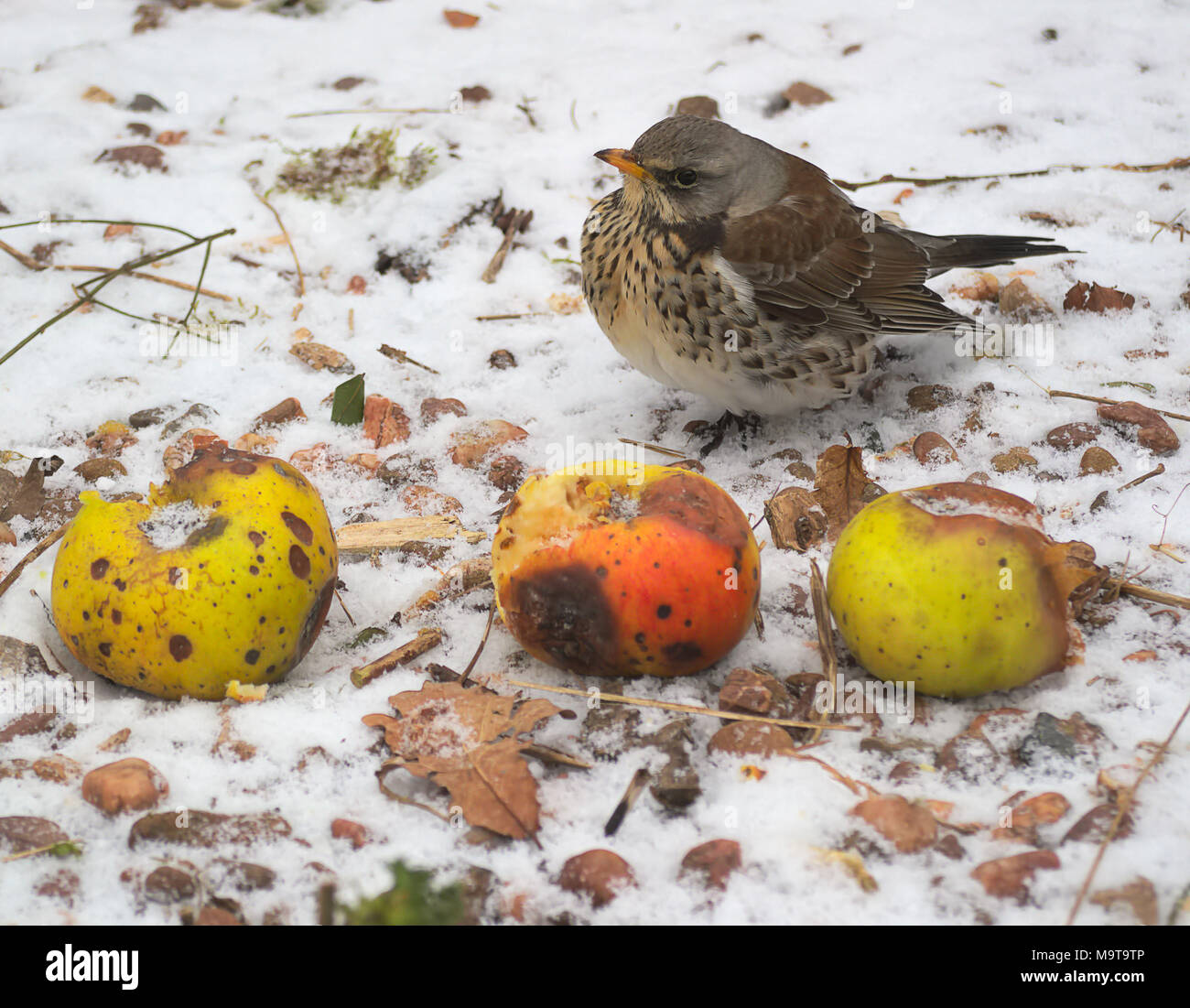 Harsh weather hi-res stock photography and images - Alamy