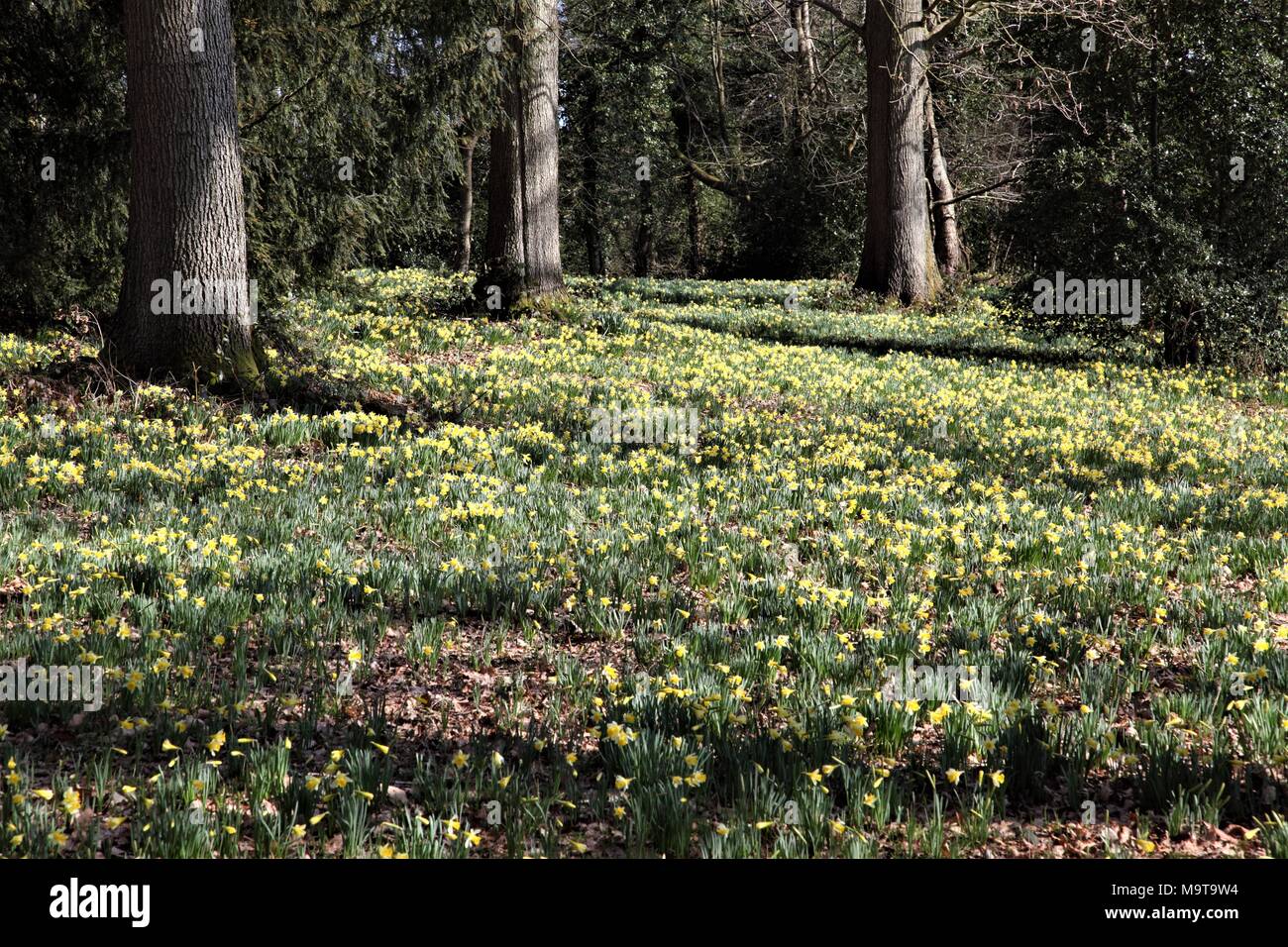 Wild Daffodils in Shaw Common Wood,part of Dymock Woods in ...