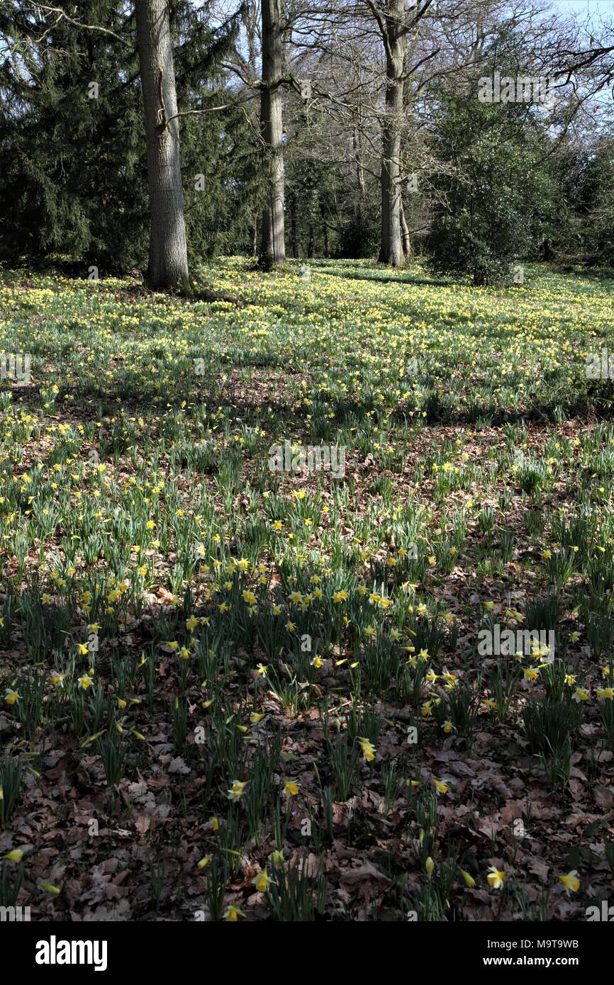 Wild Daffodils in Shaw Common Wood,part of Dymock Woods in ...