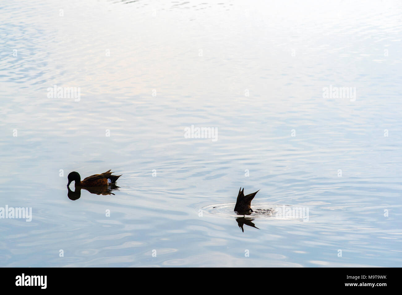 Two native Australian ducks silhouetted on Lake Macquarie in New South ...