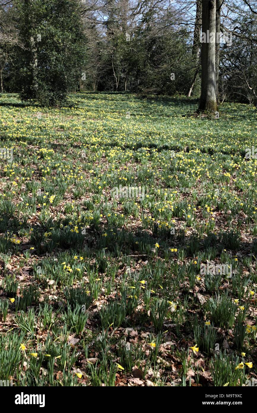 Wild Daffodils in Shaw Common Wood,part of Dymock Woods in ...