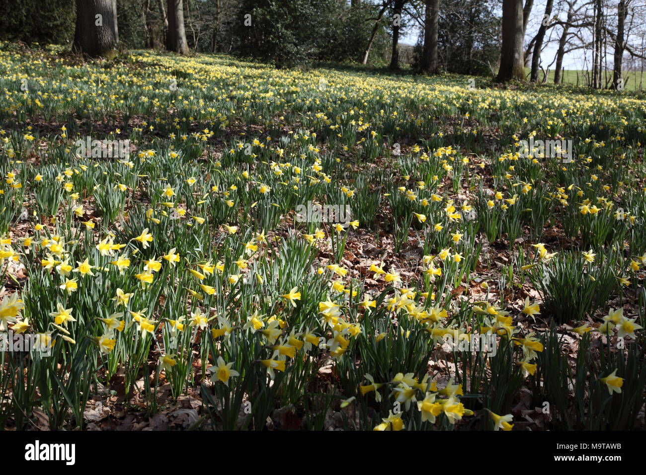 Wild Daffodils in Shaw Common Wood,part of Dymock Woods in ...