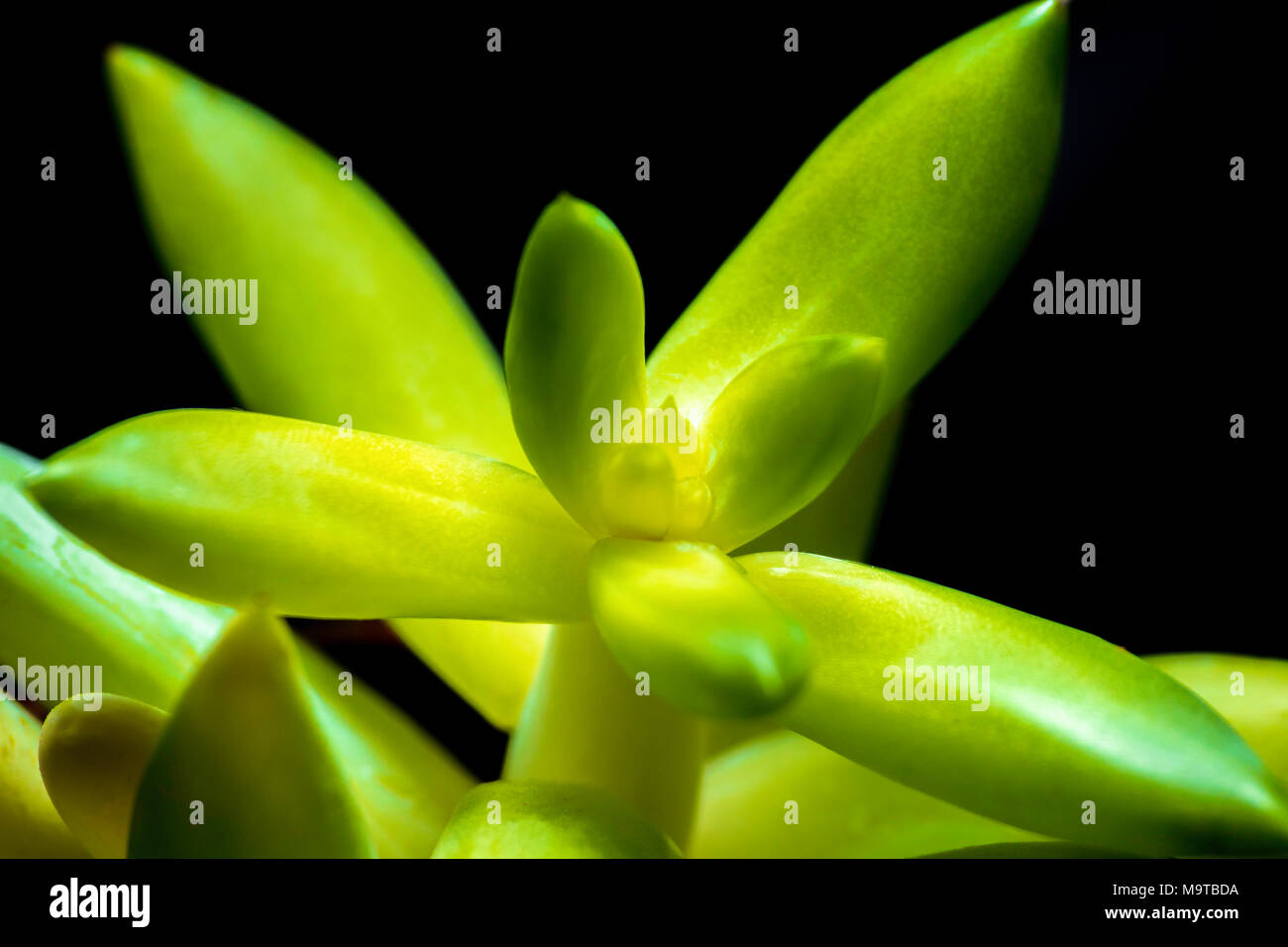 Very bright green leafs succulent in a dark background Stock Photo - Alamy