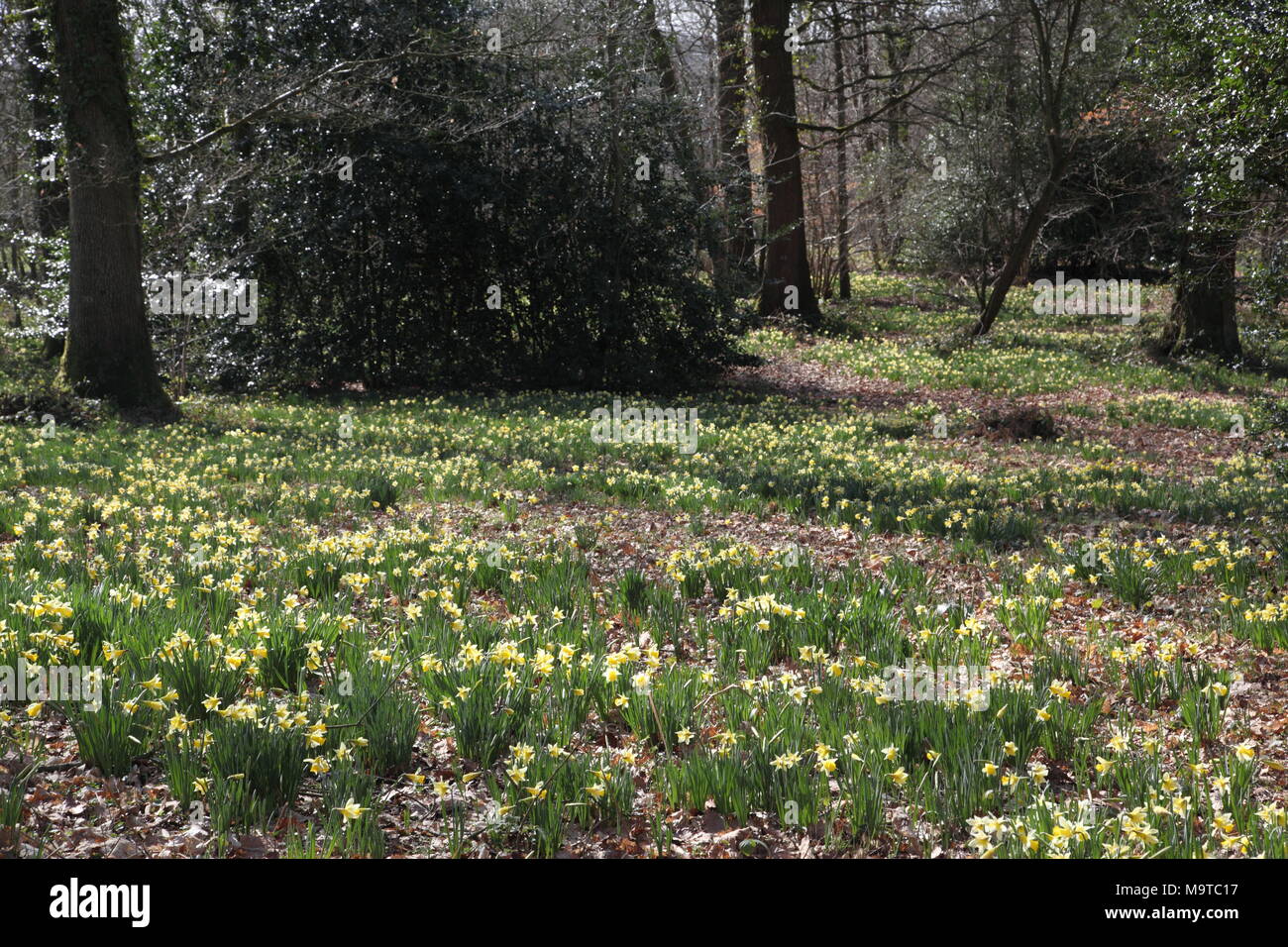 Wild Daffodils in Shaw Common Wood,part of Dymock Woods in ...