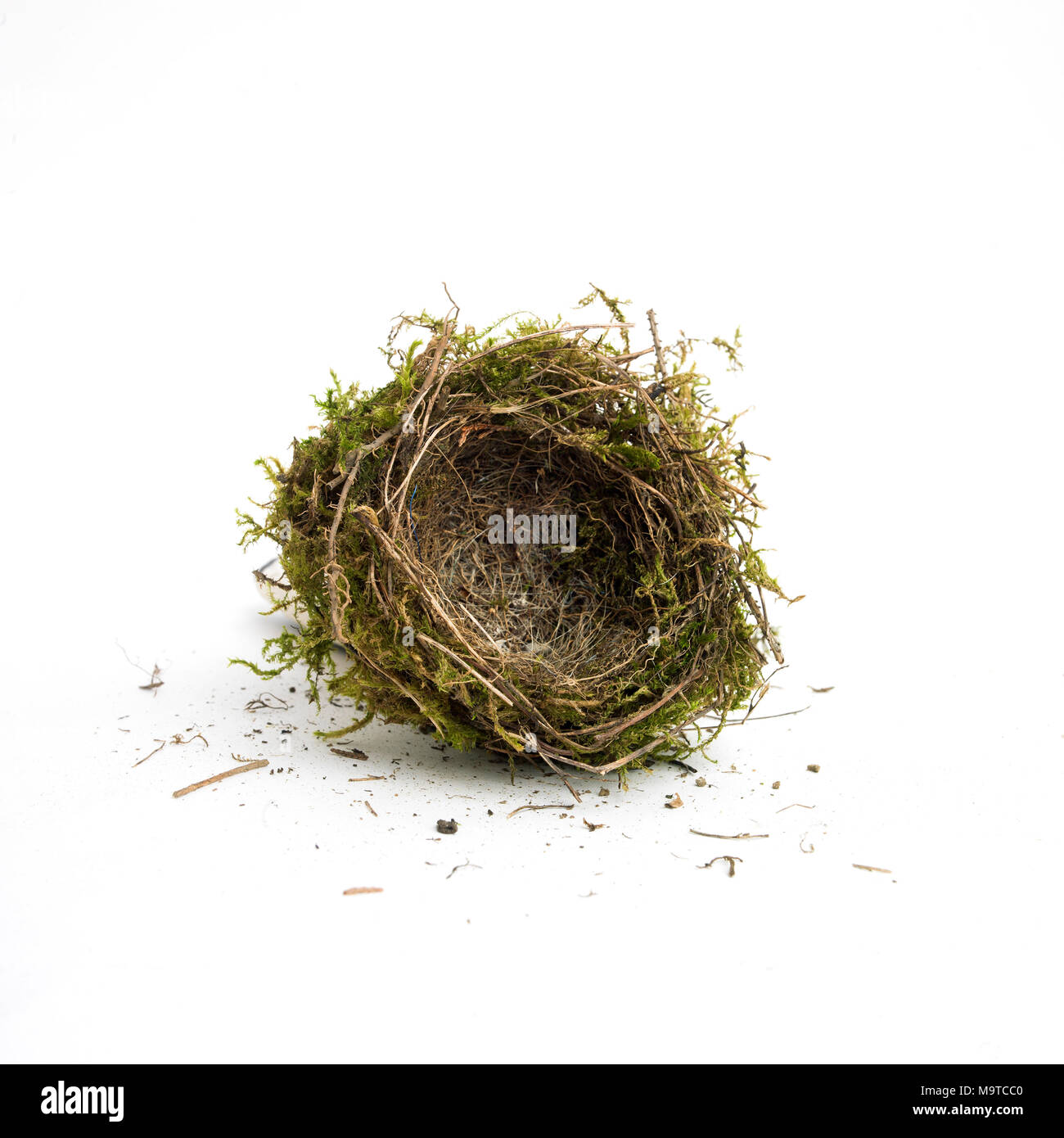 Nest site on Cut Out Stock Images & Pictures - Alamy