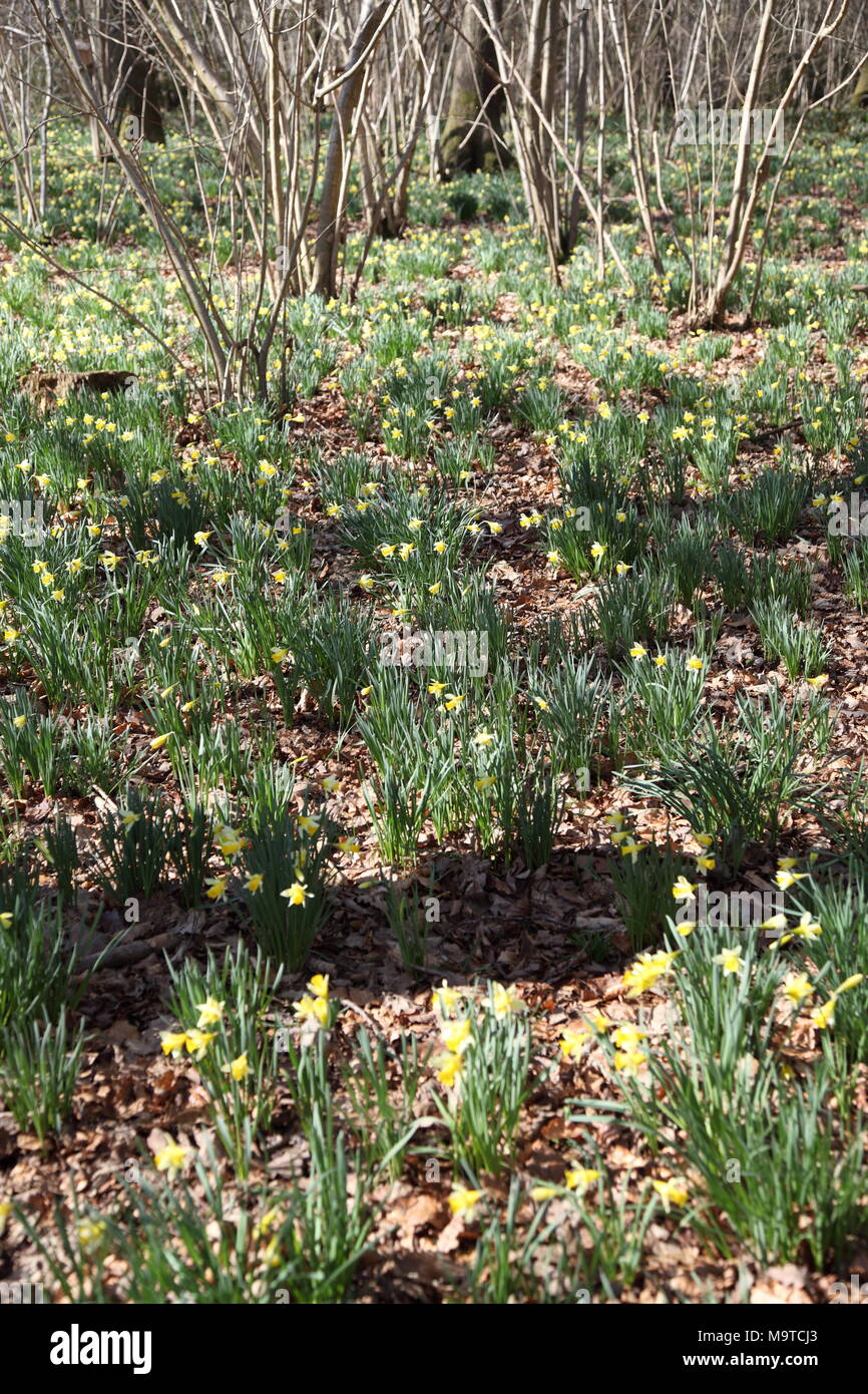 Wild Daffodils in Shaw Common Wood,part of Dymock Woods in ...