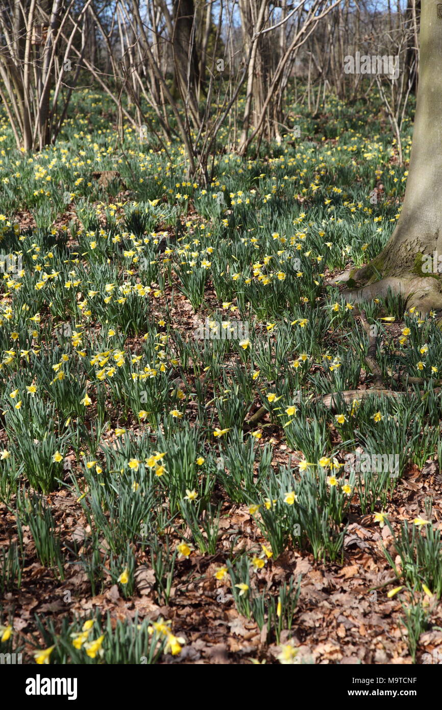 Wild Daffodils in Shaw Common Wood,part of Dymock Woods in ...