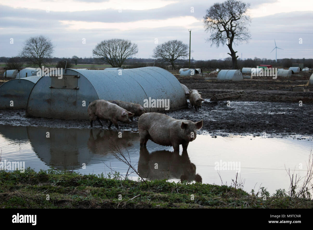 Pigs in the muddy farm field and water, Yorkshire, UK Stock Photo - Alamy
