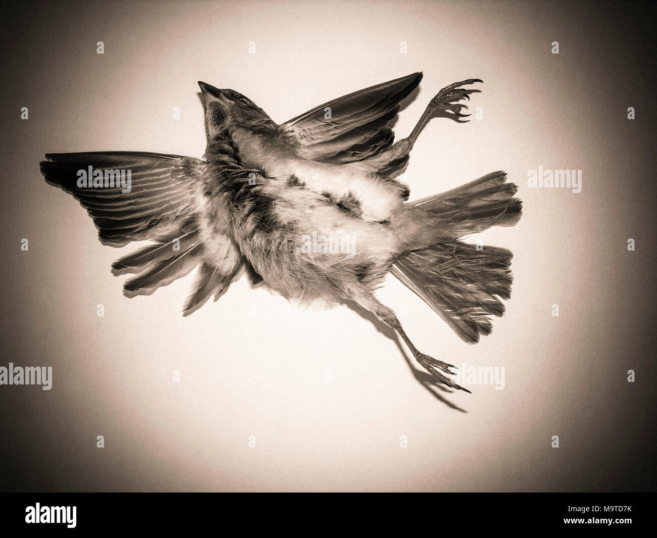 Little dead bird Stock Photo - Alamy