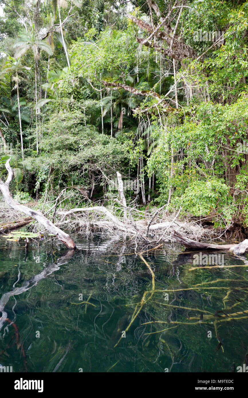 George forrest plants hi-res stock photography and images - Alamy