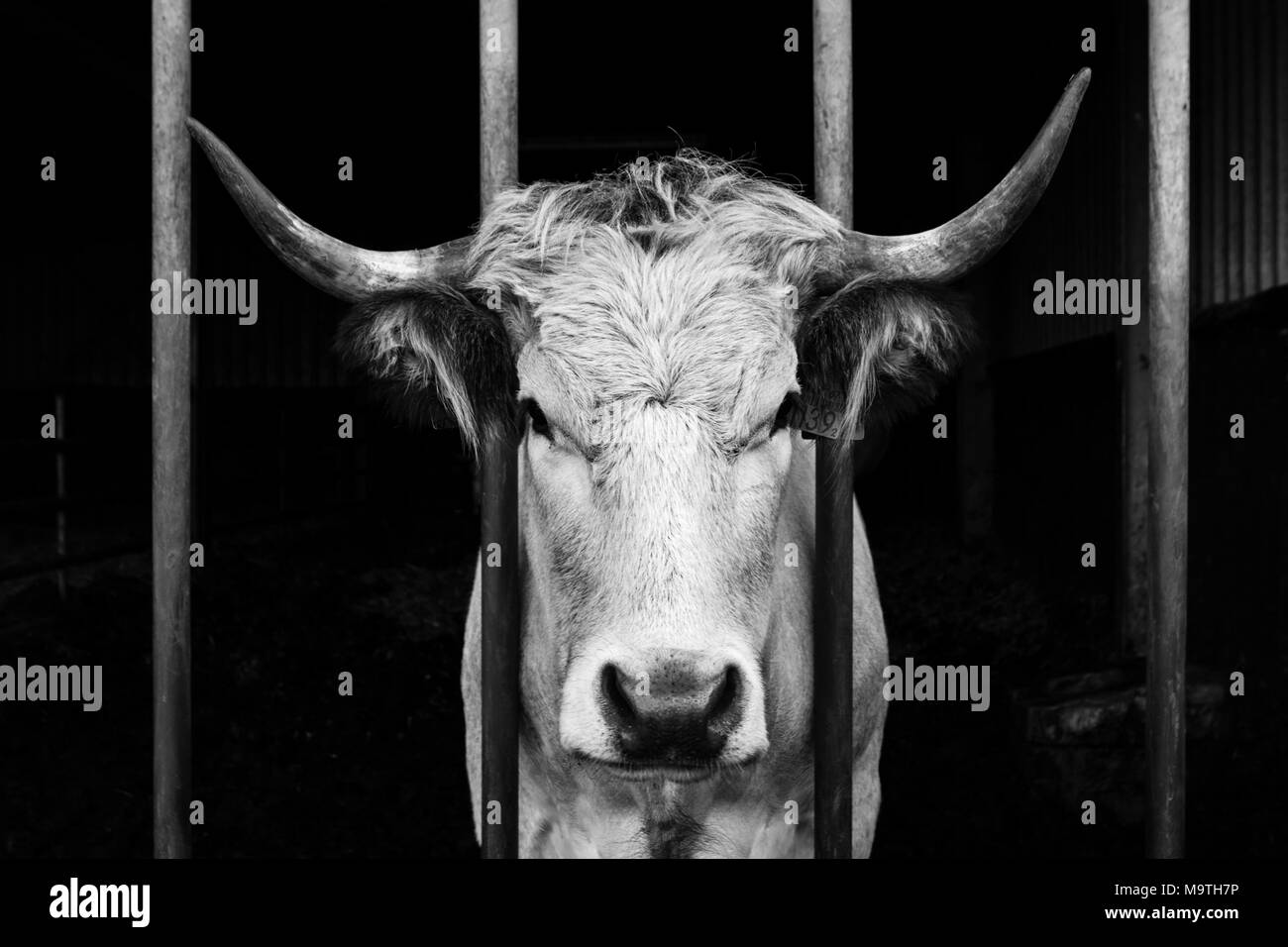 A white Gasconne cow behind bars on a farm in the Netherlands Stock ...