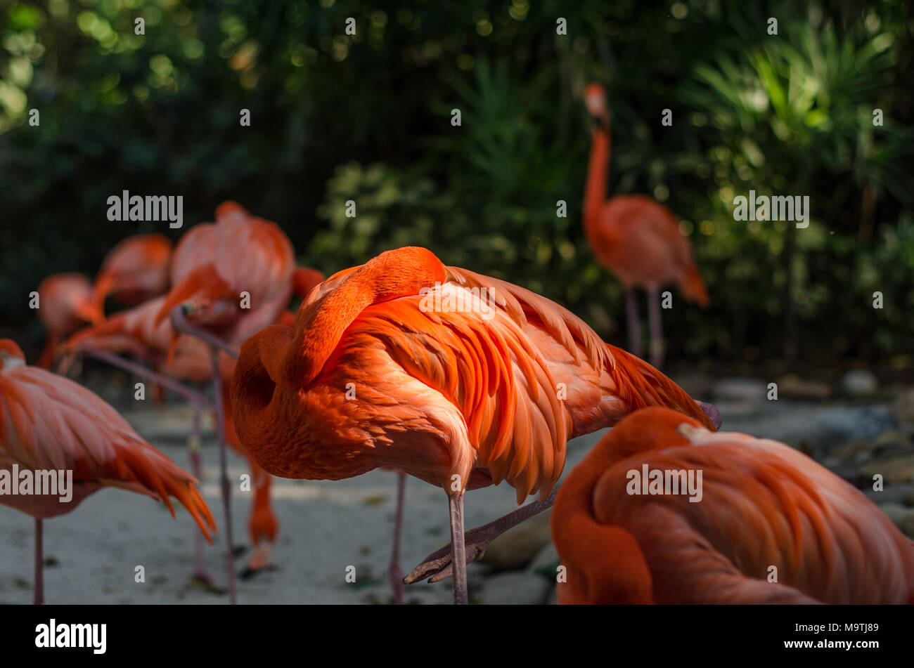 Pink flamingo taking a nap resting his head back on to his body whilst ...