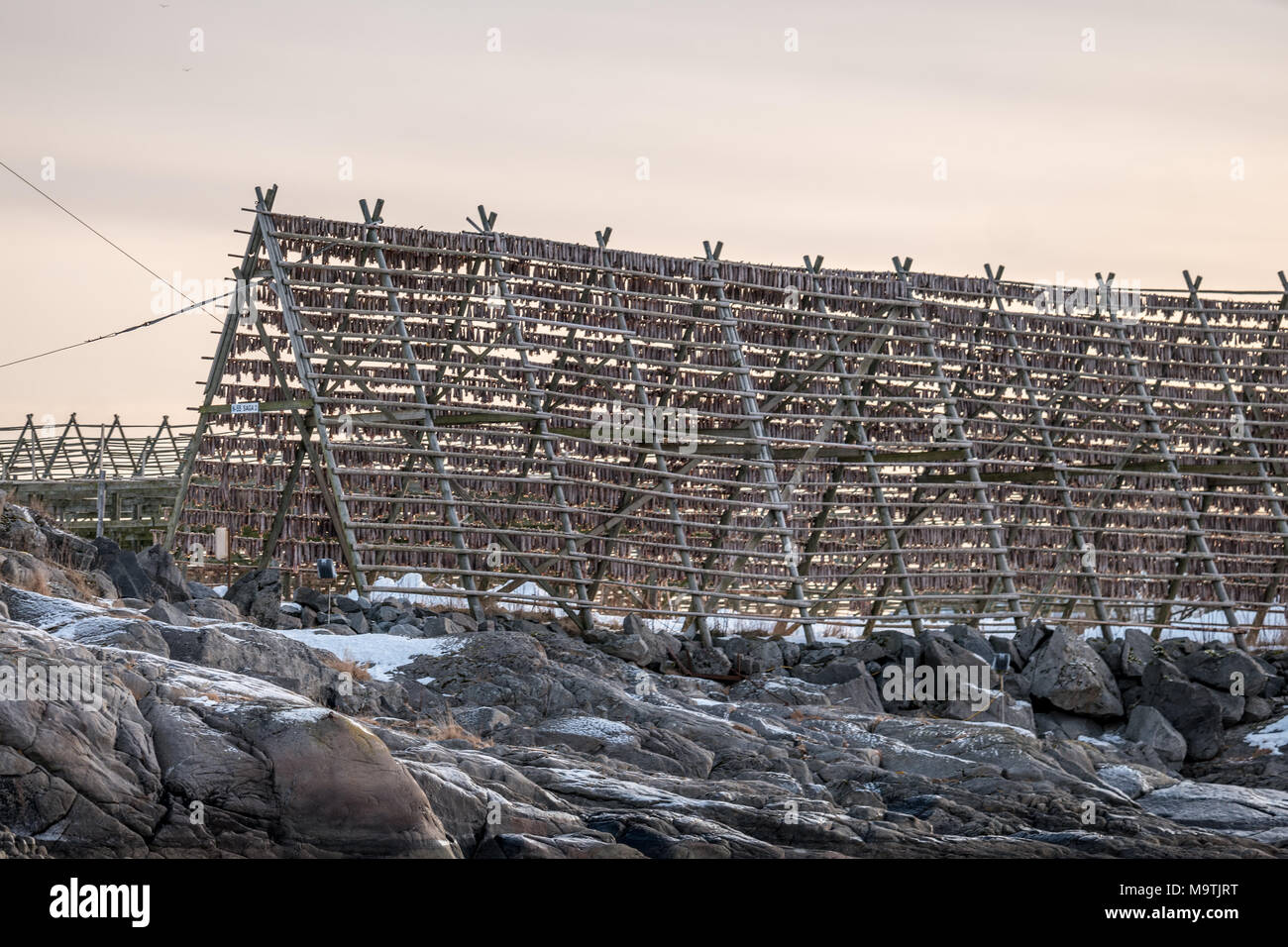 Fish drying on racks in the Lofoten Islands of Norway Stock Photo - Alamy