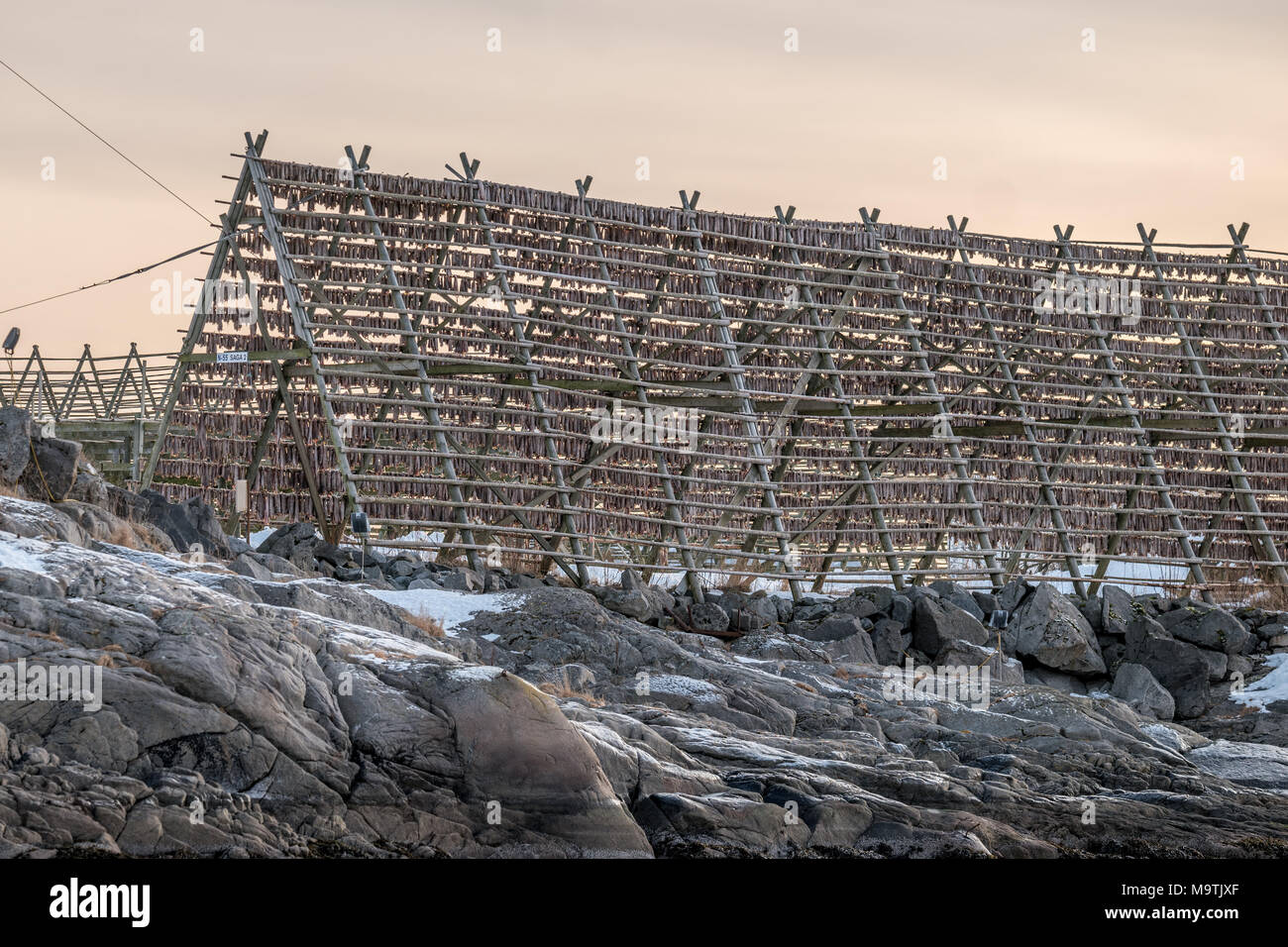 Fish drying on racks in the Lofoten Islands of Norway Stock Photo - Alamy