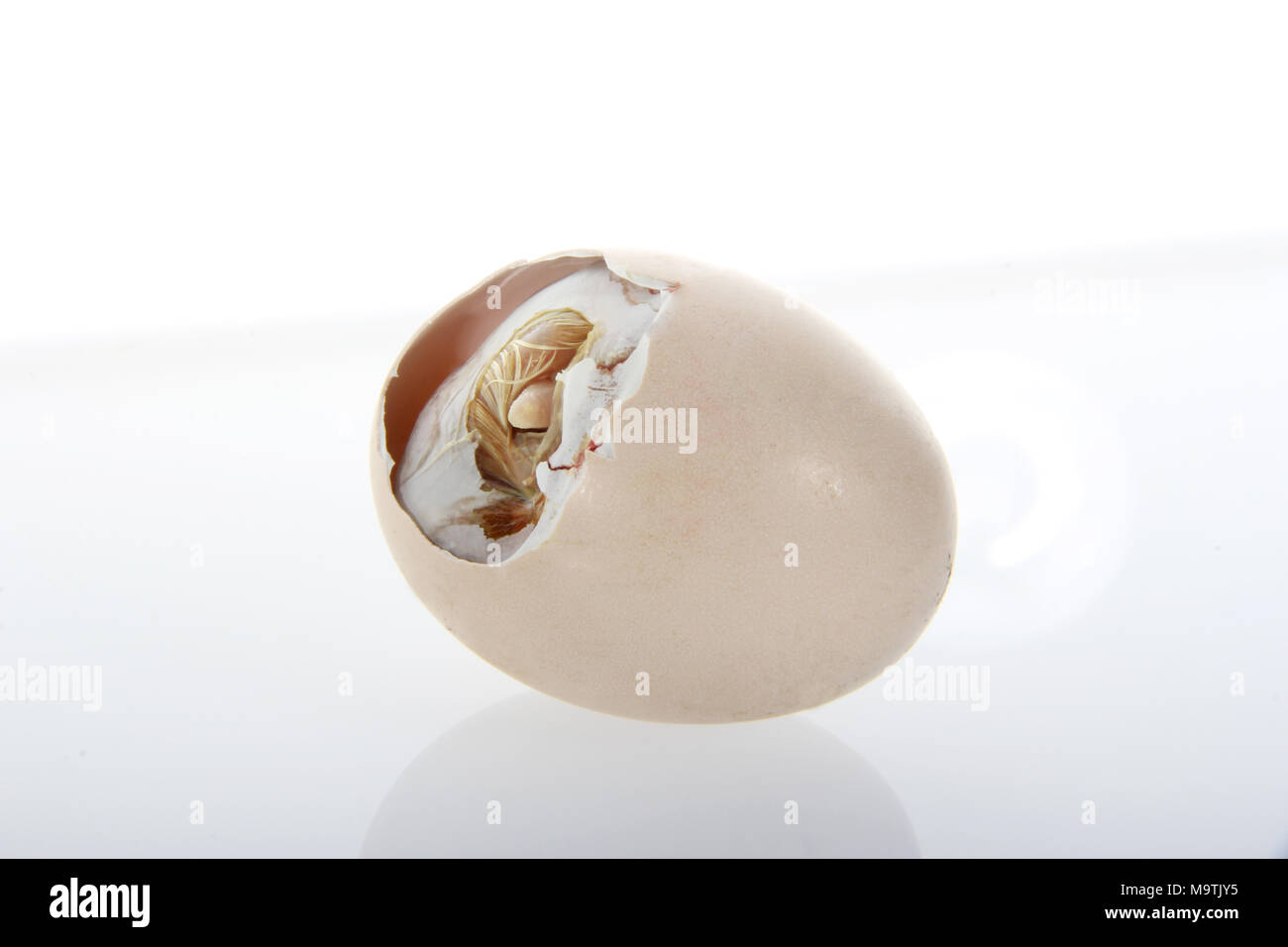 Cracked egg hatching hi-res stock photography and images - Alamy