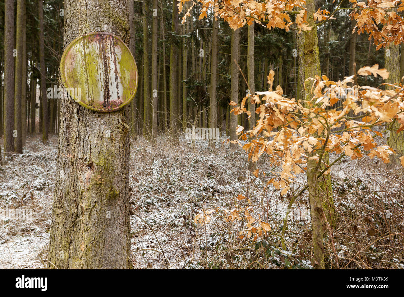 Moravian oak forest in winter Stock Photo - Alamy