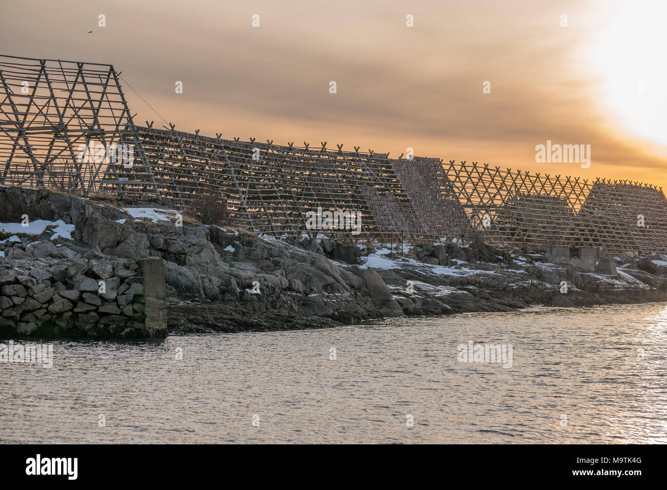 Fish drying on racks in the Lofoten Islands of Norway Stock Photo - Alamy