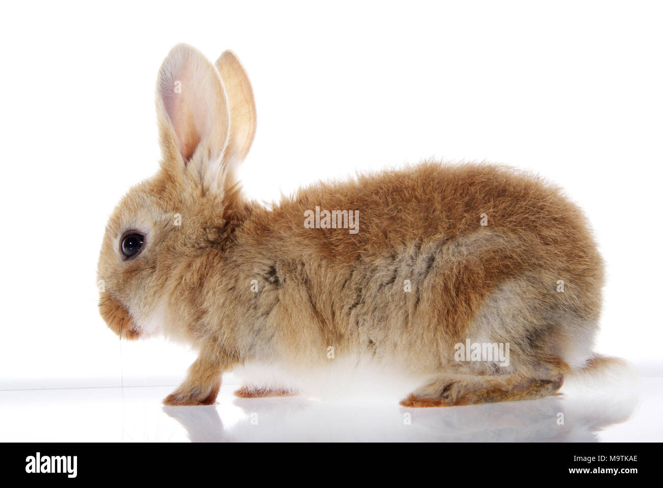 young domestic rabbit isolated on white background Stock Photo - Alamy