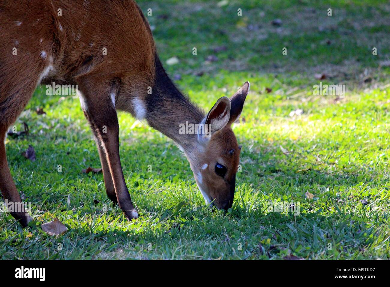 Grazing animal hi-res stock photography and images - Alamy