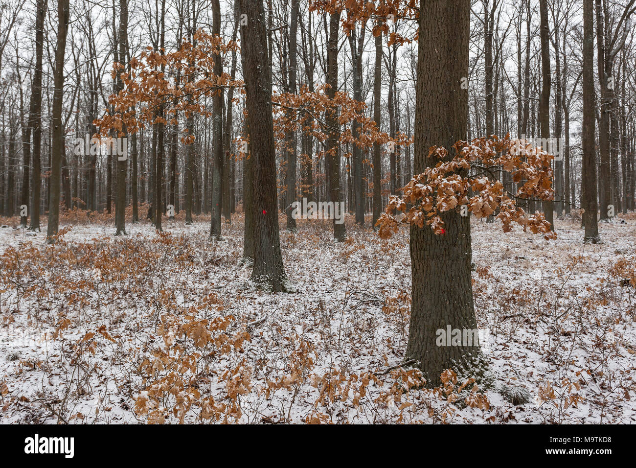 Moravian oak forest in winter Stock Photo - Alamy