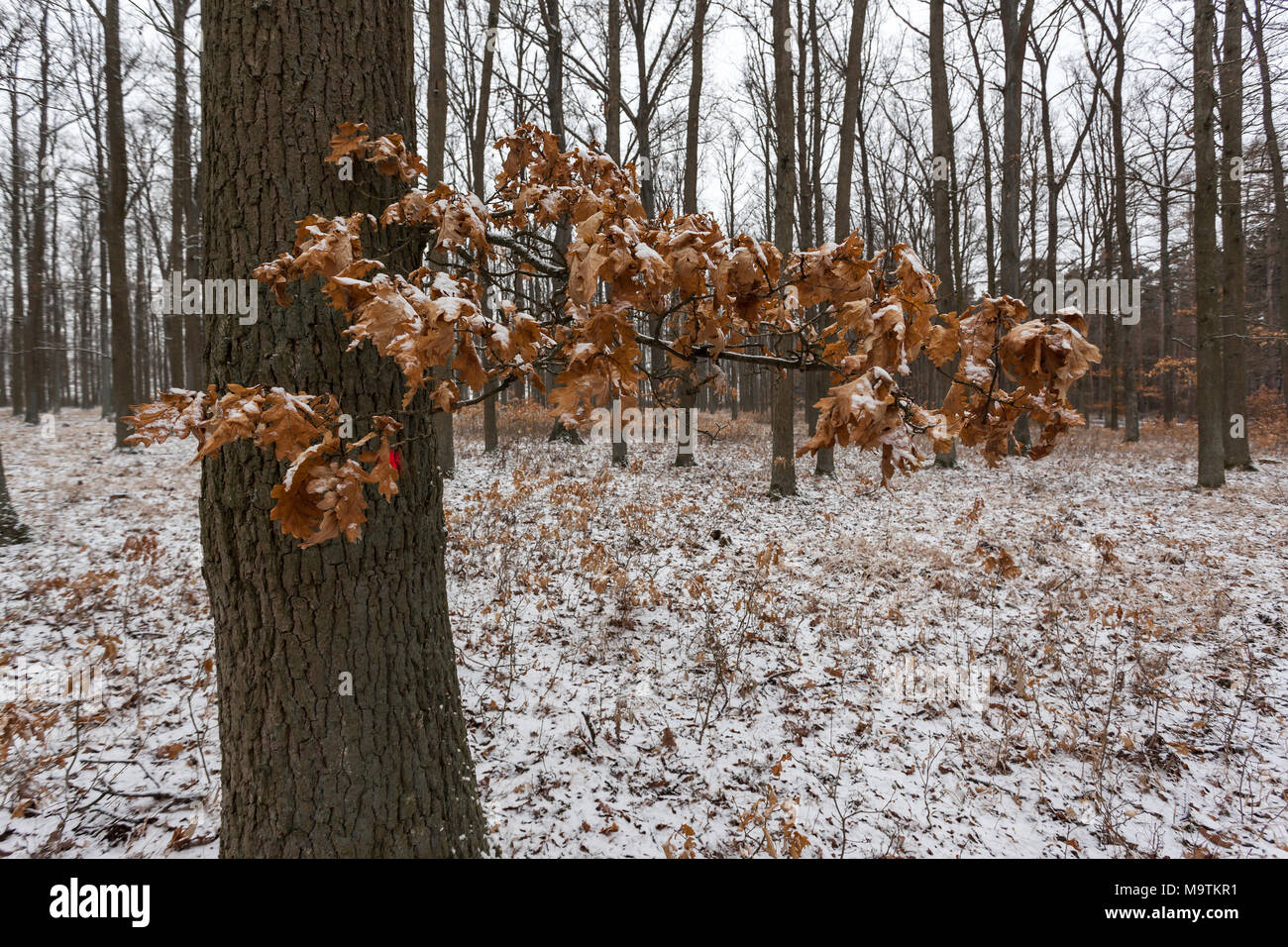 Moravian oak forest in winter Stock Photo - Alamy