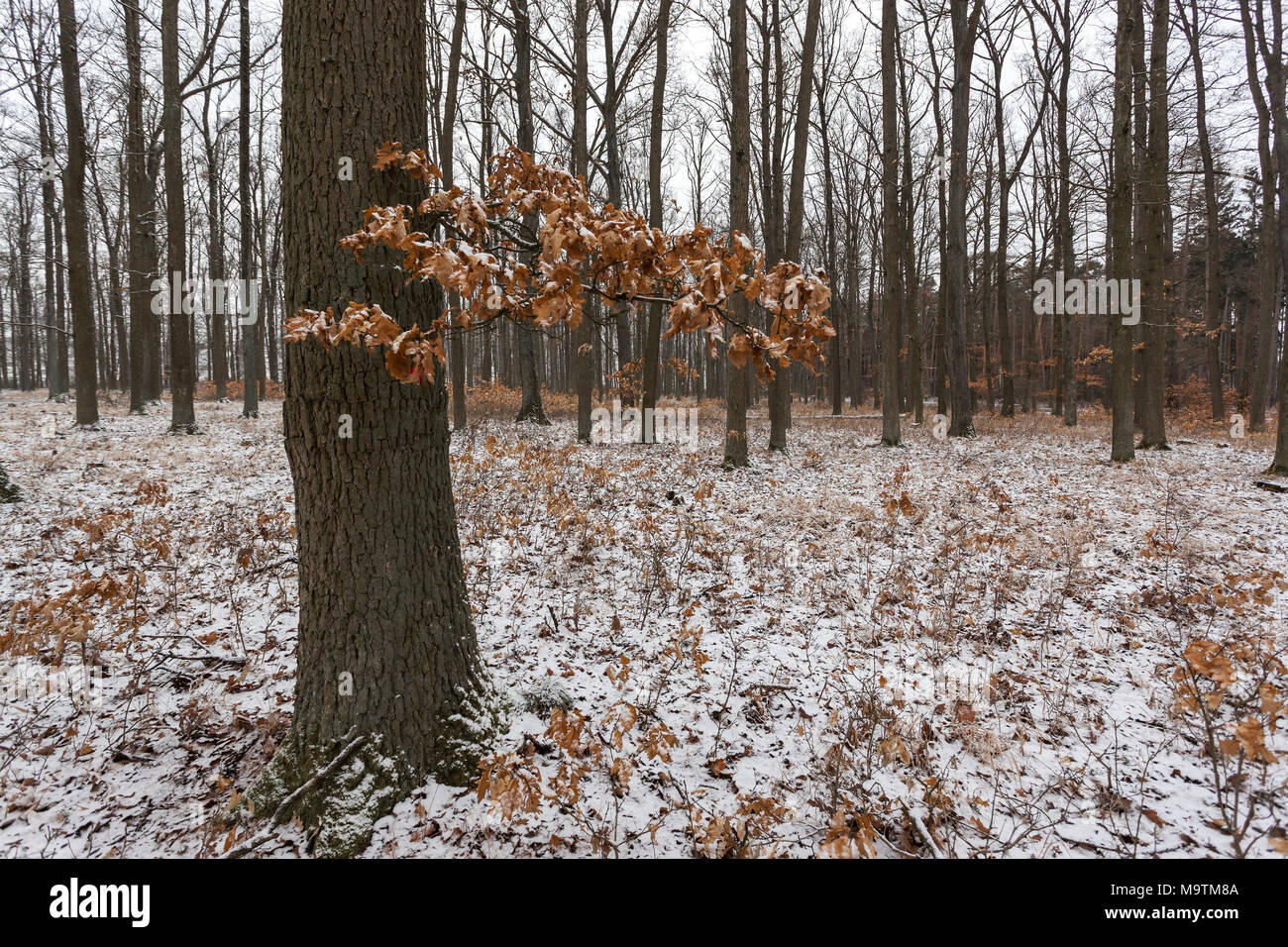 Moravian oak forest in winter Stock Photo - Alamy