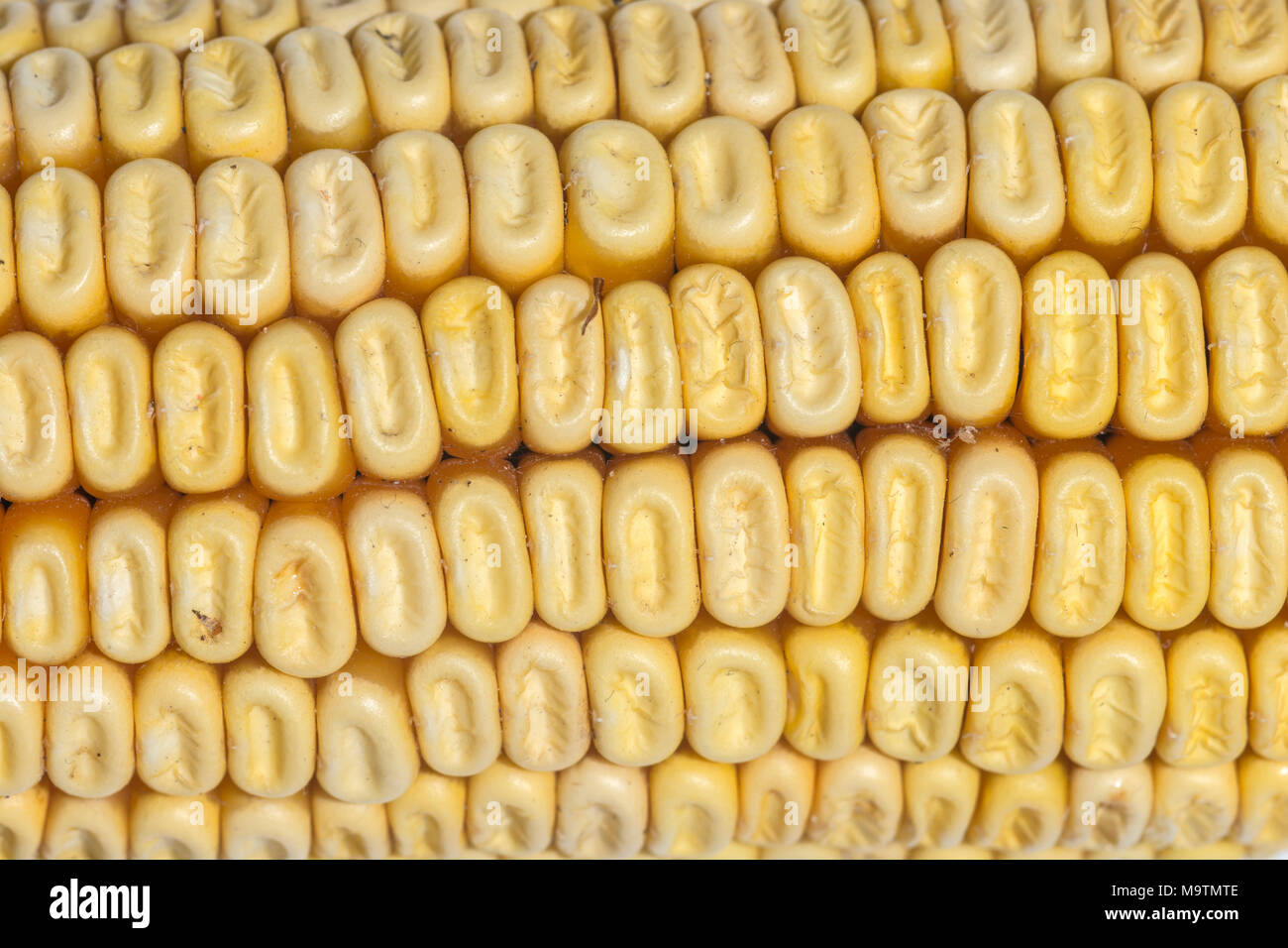 Pattern of some grains of maize Maize grains texture macro clos-up ...