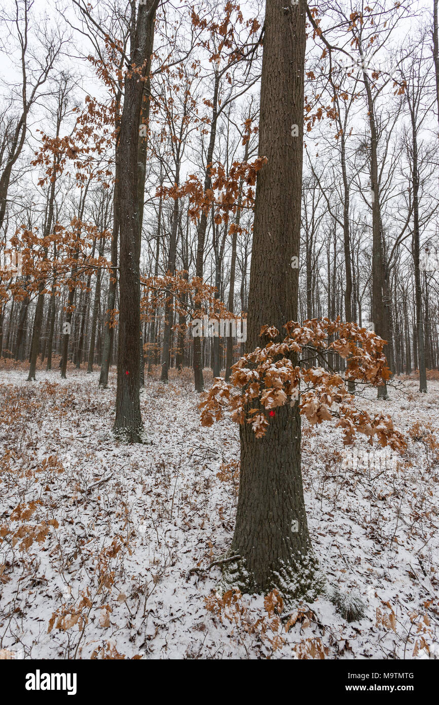 Moravian oak forest in winter Stock Photo - Alamy