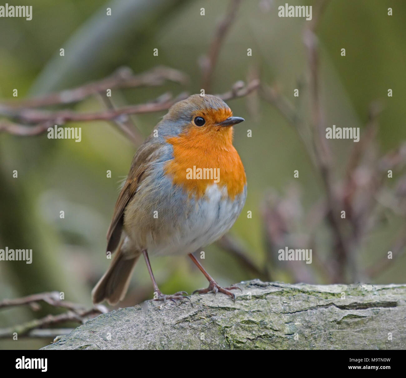 Robin uk fight hi-res stock photography and images - Alamy