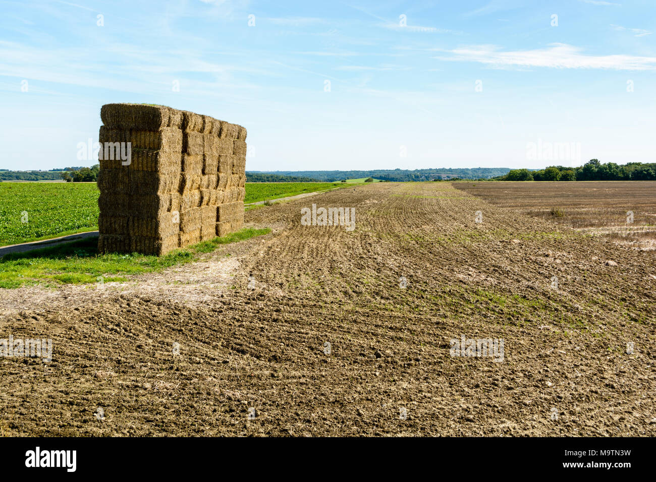 Early in the fall, after harvesting the grain, the dry stalks of wheat ...