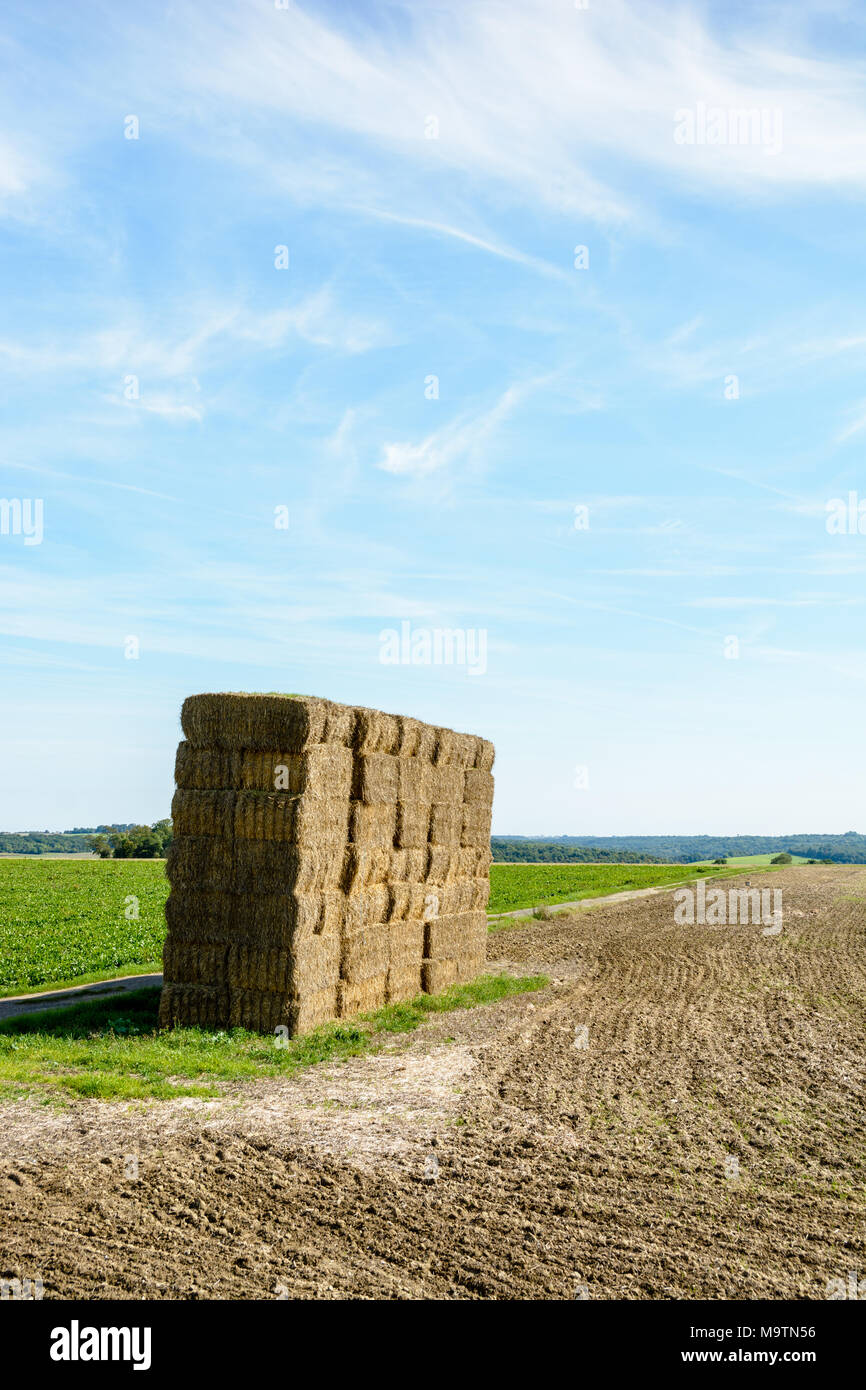 Early in the fall, after harvesting the grain, the dry stalks of wheat ...