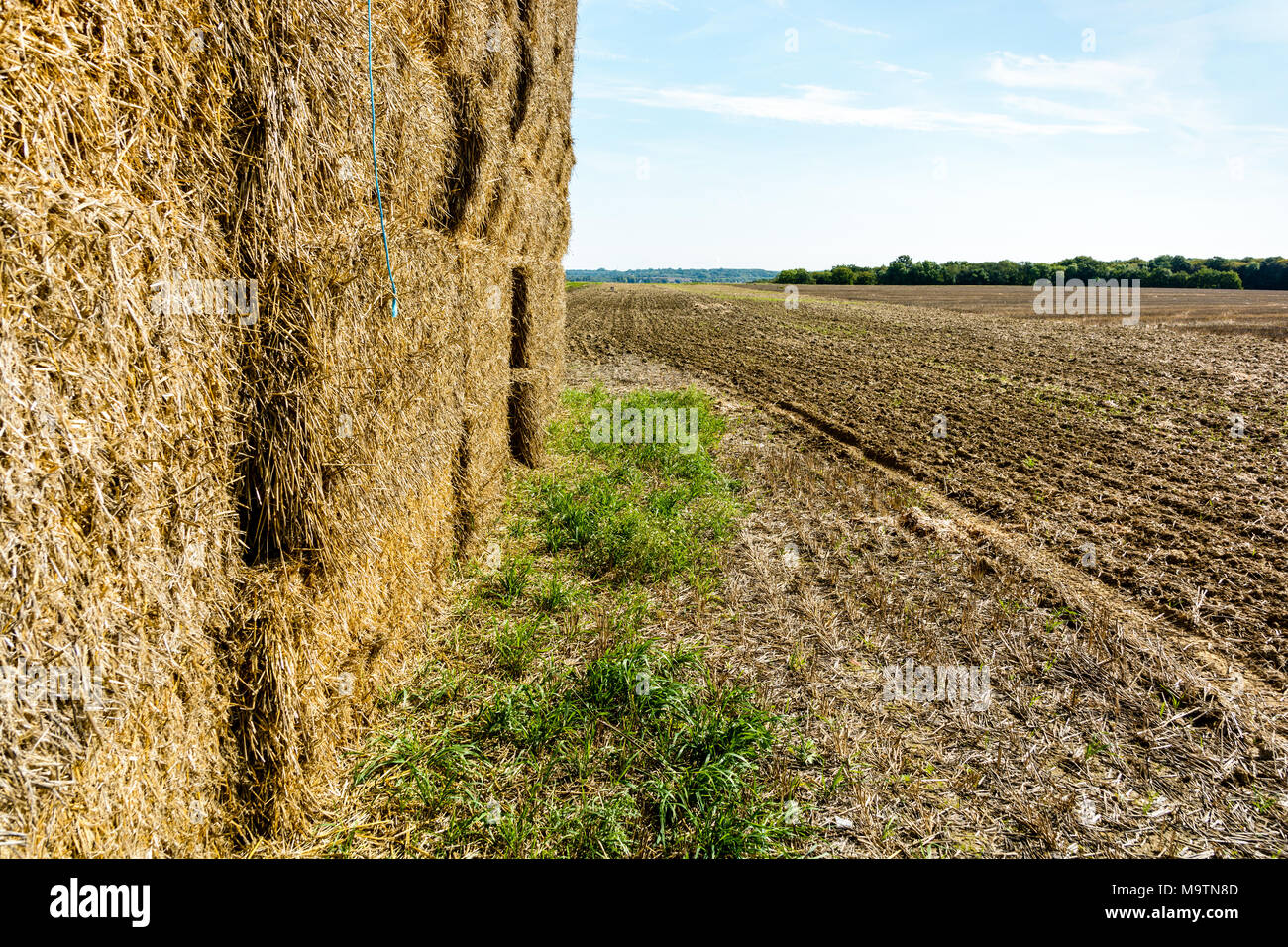Rectangular bales of straw stacked in a field before being transported ...