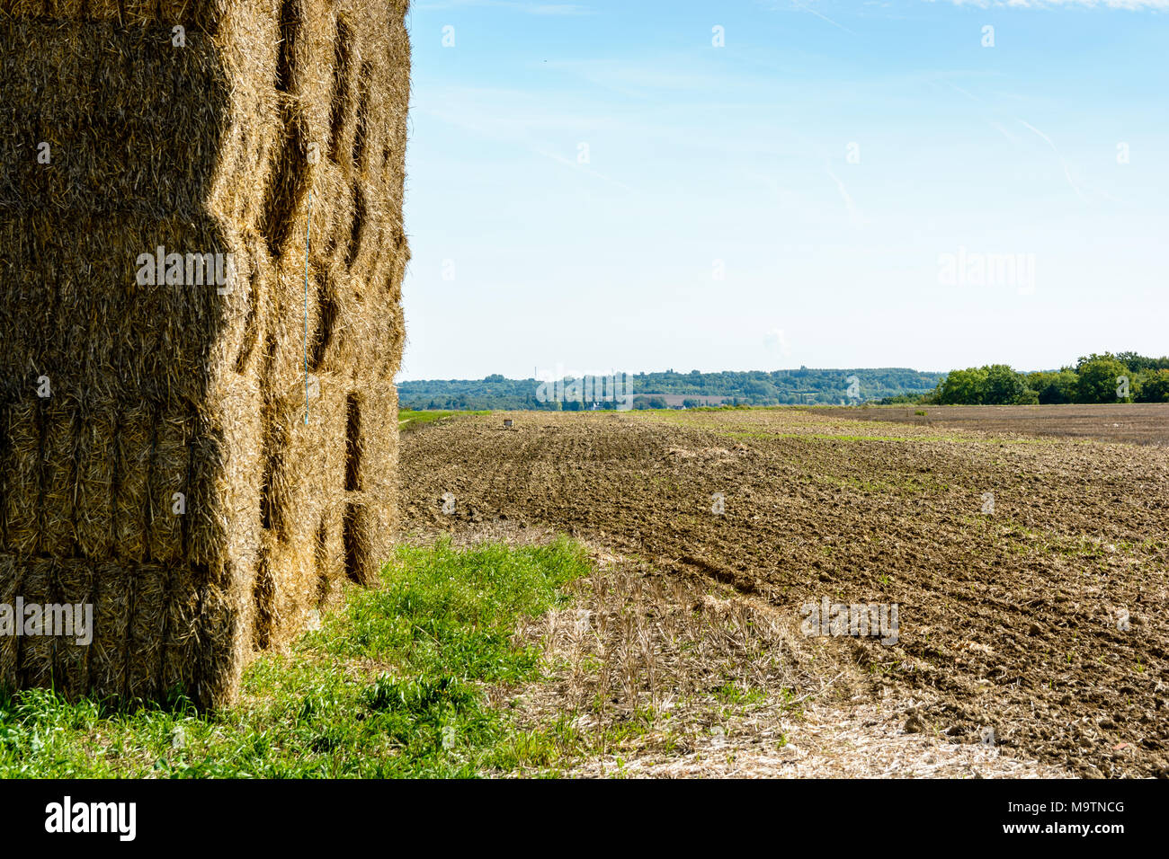 Rectangular bales of straw stacked in a field before being transported ...