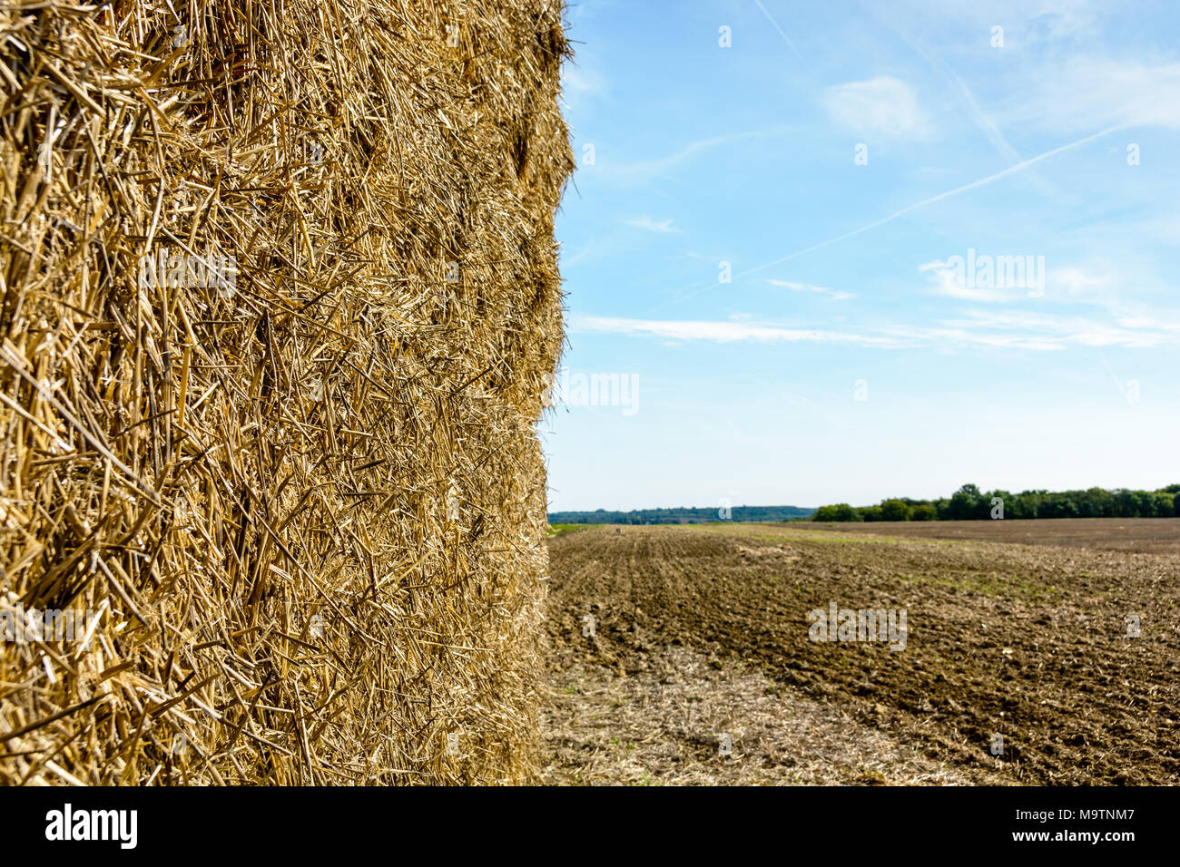Rectangular bales of straw stacked in a field before being transported ...