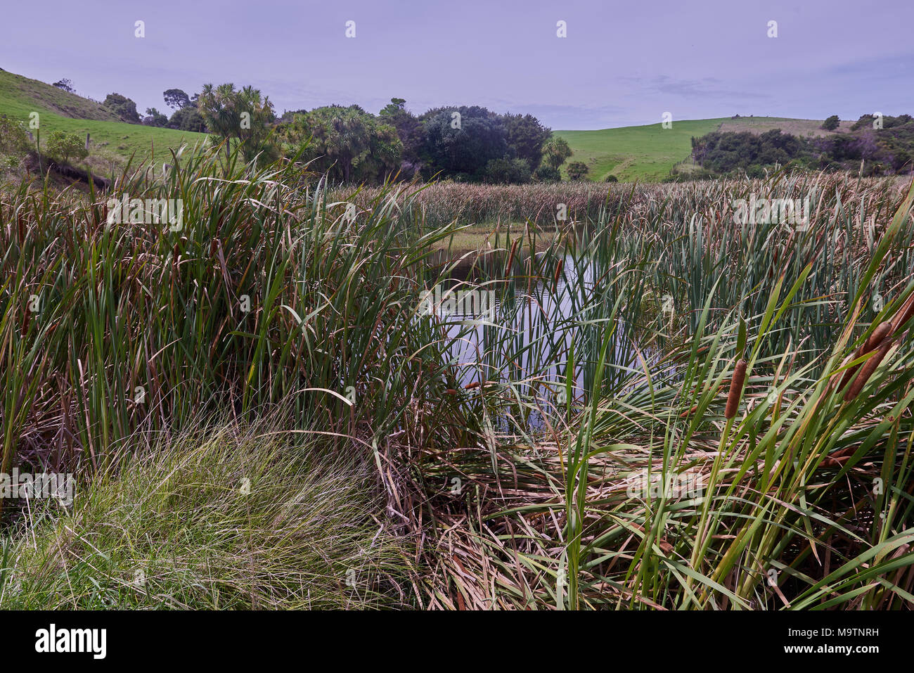 Cattails on the edge of a pond on Motutapu island New Zealand Stock ...