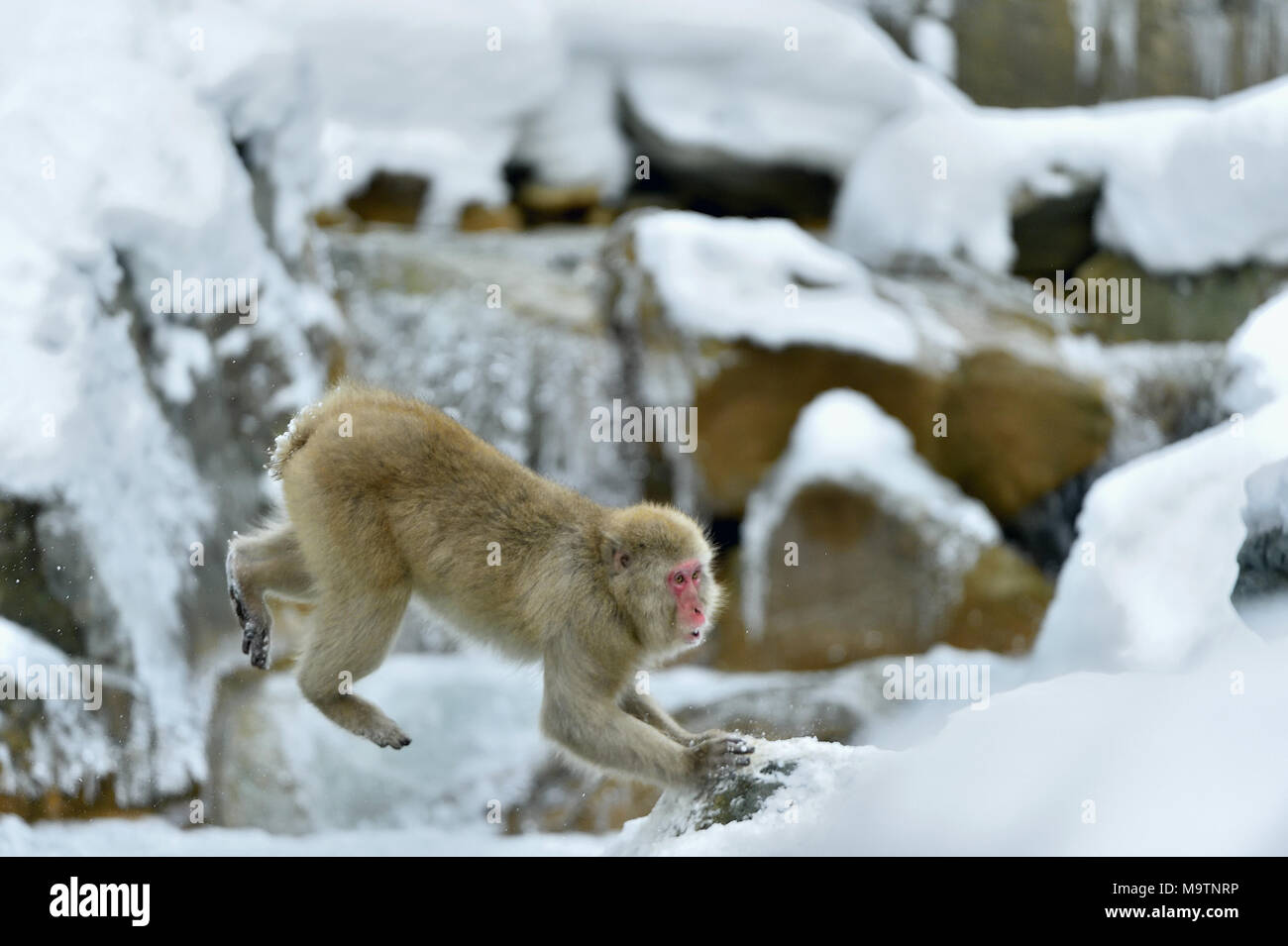 Snow monkey in jump. Winter season. The Japanese macaque ( Scientific ...