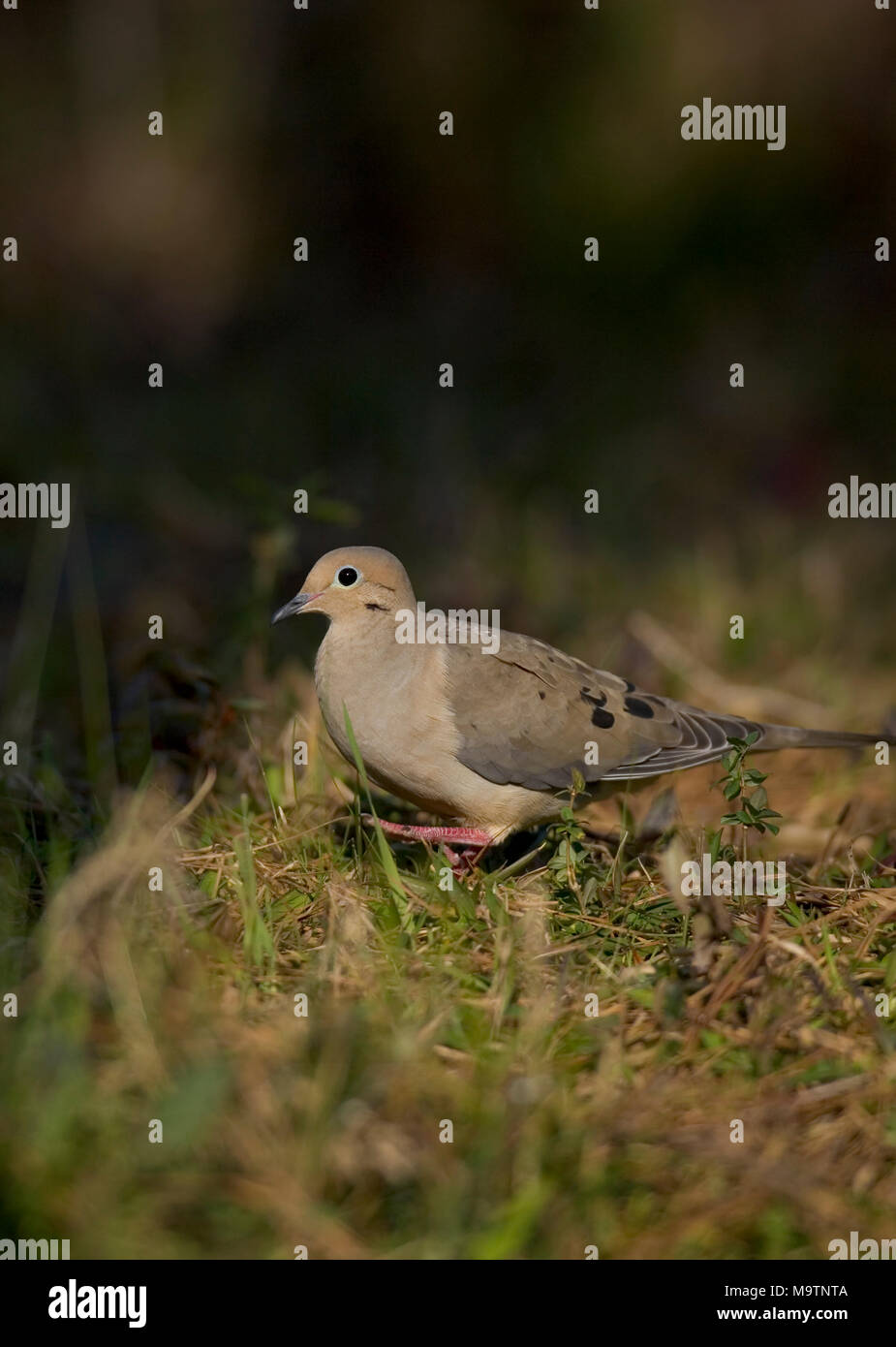 Mourning dove (Zenaida macroura), Monroeville, Alabama, USA Kingdom ...