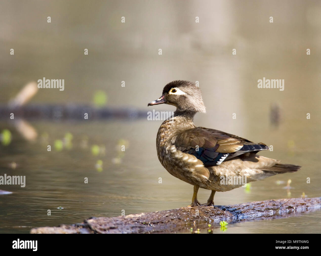 A female wood duck in a pond off the Alabama River Swamp, on an April ...